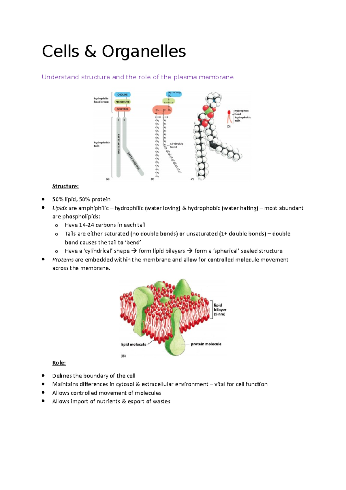 Module 1 Summary - Cells & Organelles HUBS2206 - Cells Organelles ...