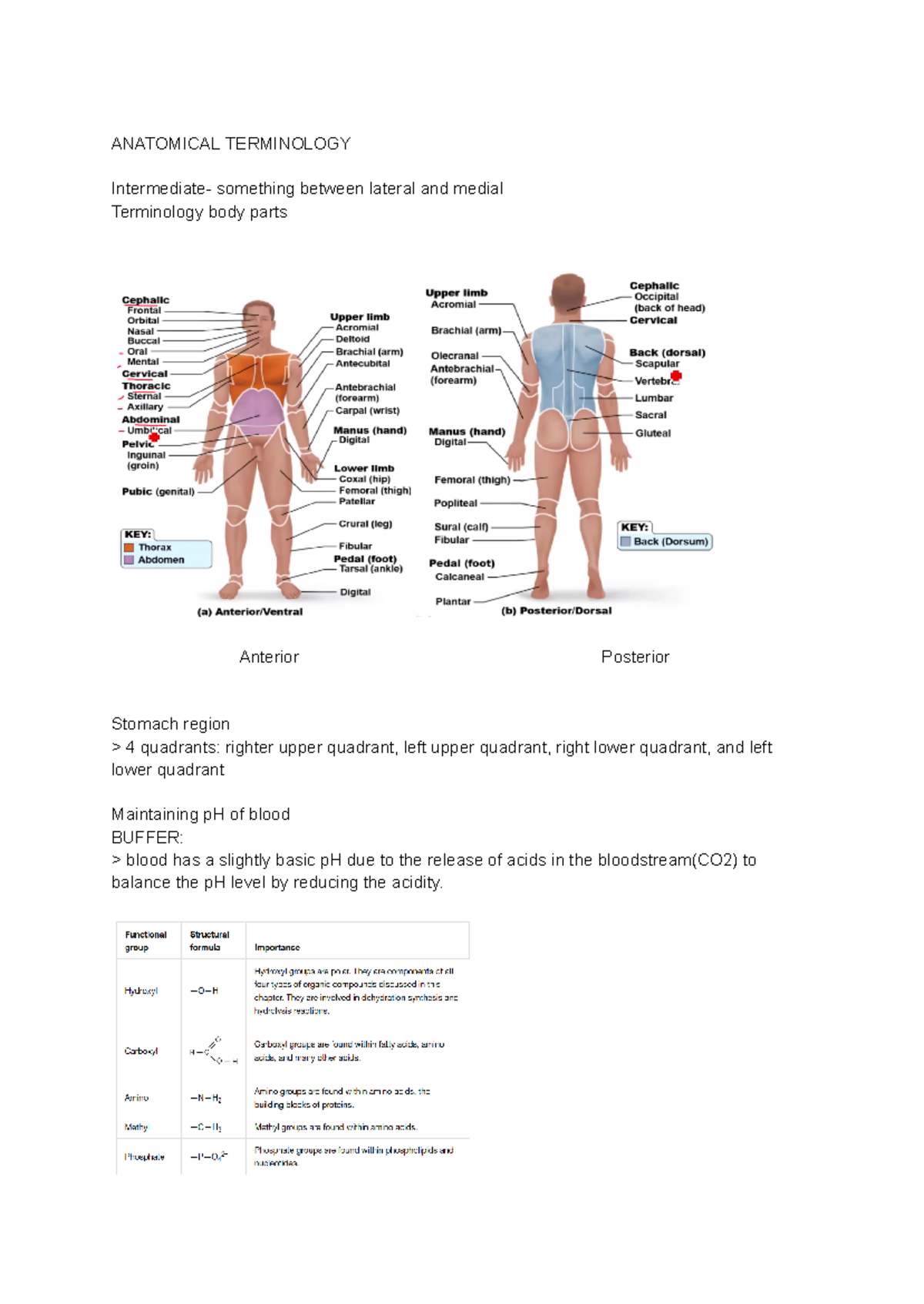 Anatomy and physio - > exam revision - ANATOMICAL TERMINOLOGY ...