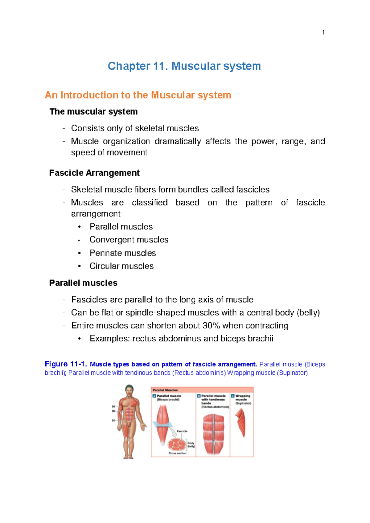 Chapter 11. Muscular system (2023-11-20) - Chapter 11. Muscular system ...
