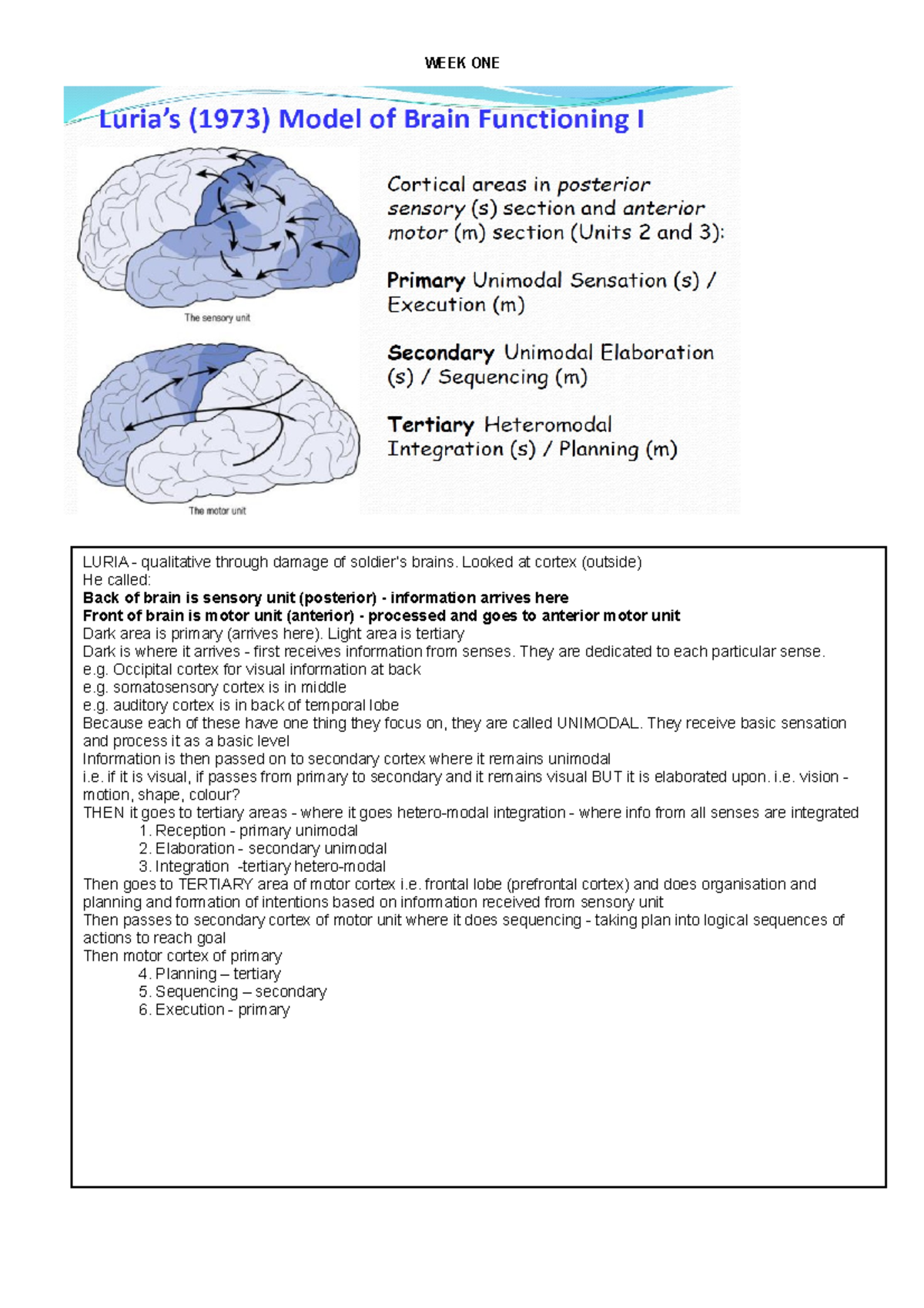 Week Two - neurons - notes used to get A+ in exam - WEEK ONE LURIA ...