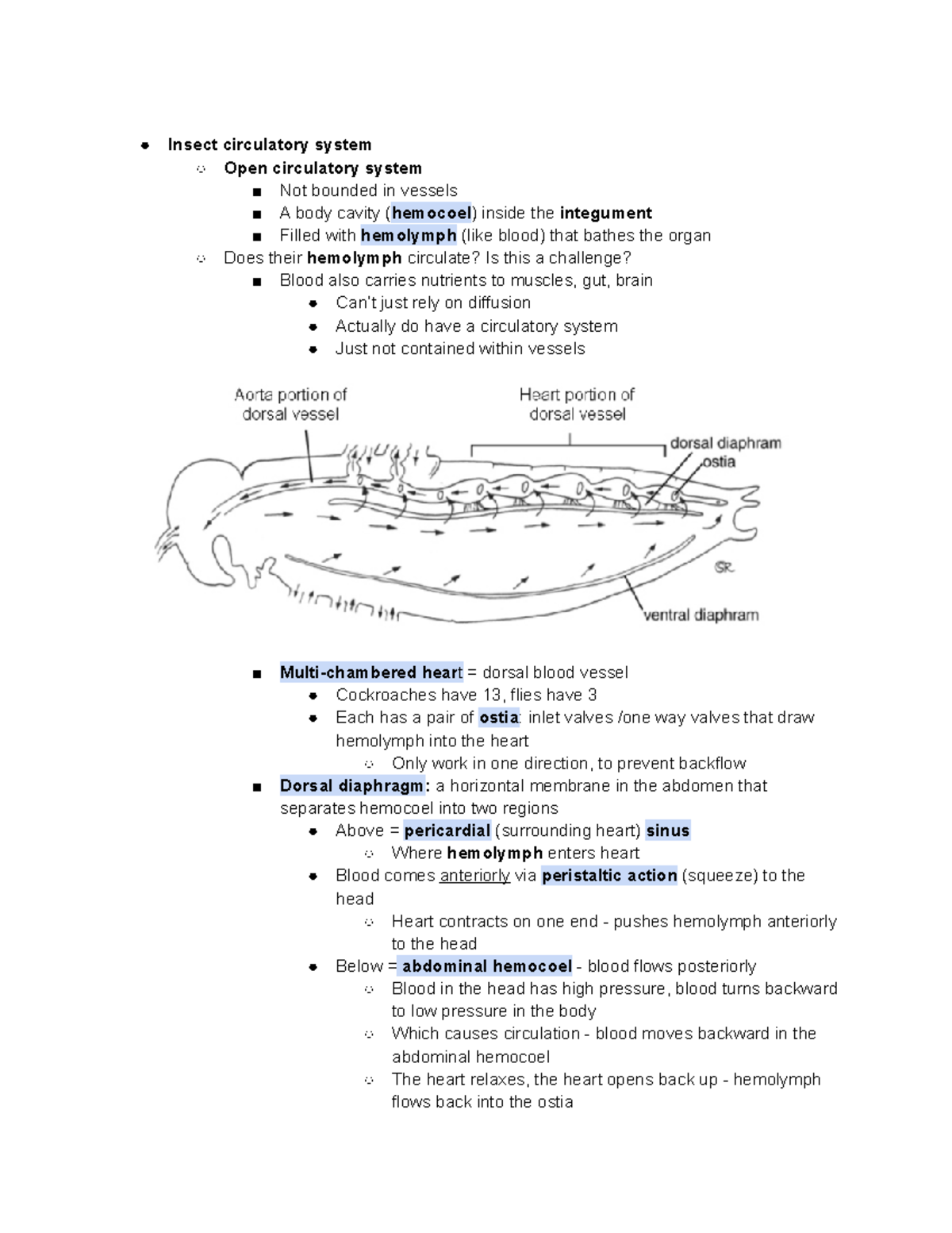 2 15 Lecture Circulatory system (hemolymph, heart), respiratory system ...
