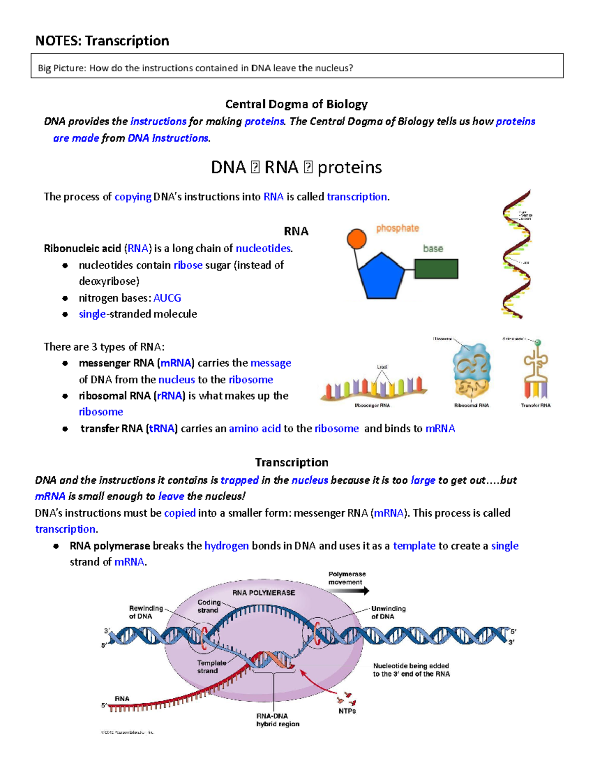 Braylan Hall - Transcription Guided Notes - NOTES: Transcription ...