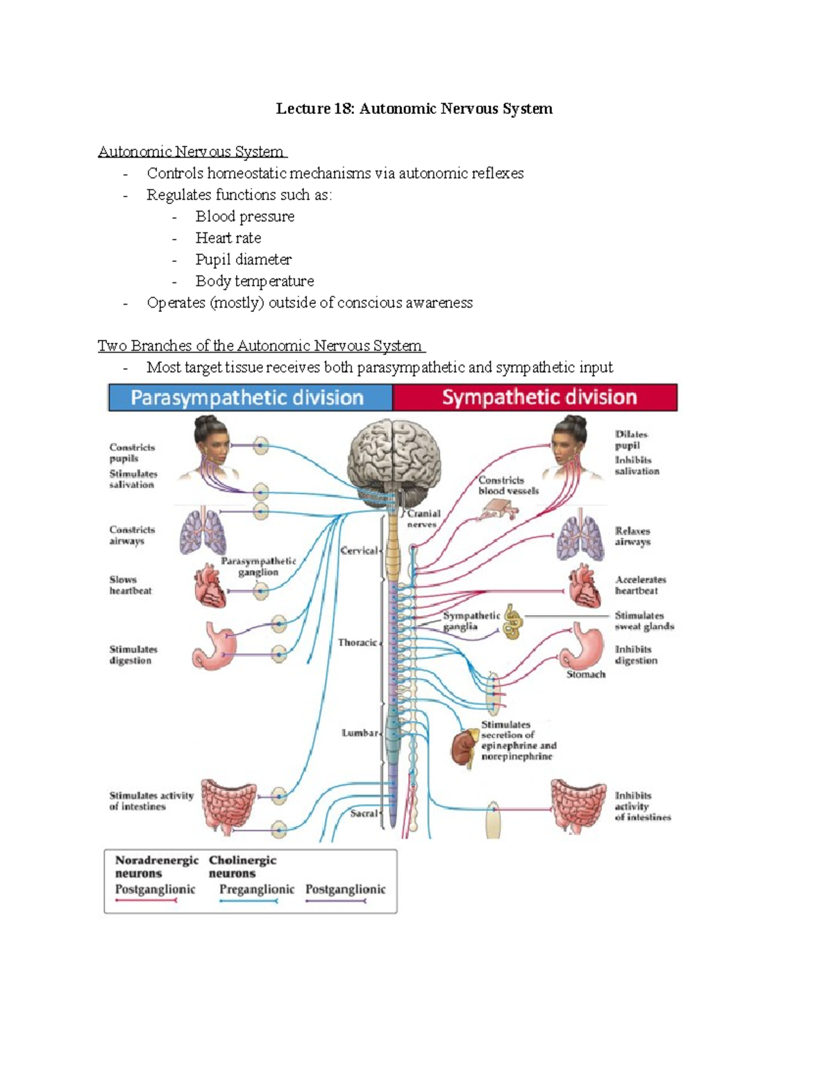 Block 4 Lecture 18 Autonomic Nervous System - Lecture 18: Autonomic ...