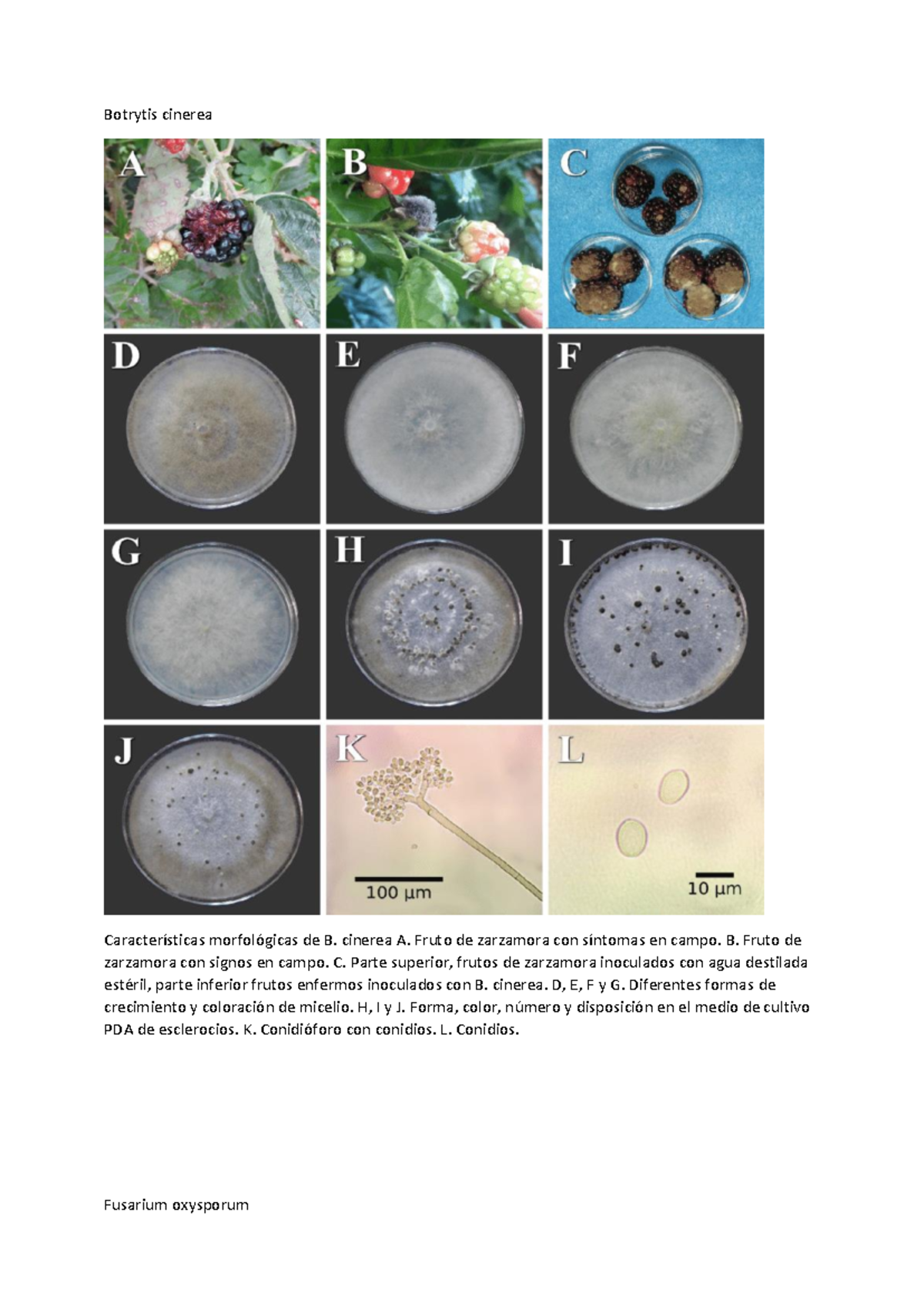 Fijas PARA Anatomia Microscopica DE Cefalocalliris - Botrytis cinerea ...
