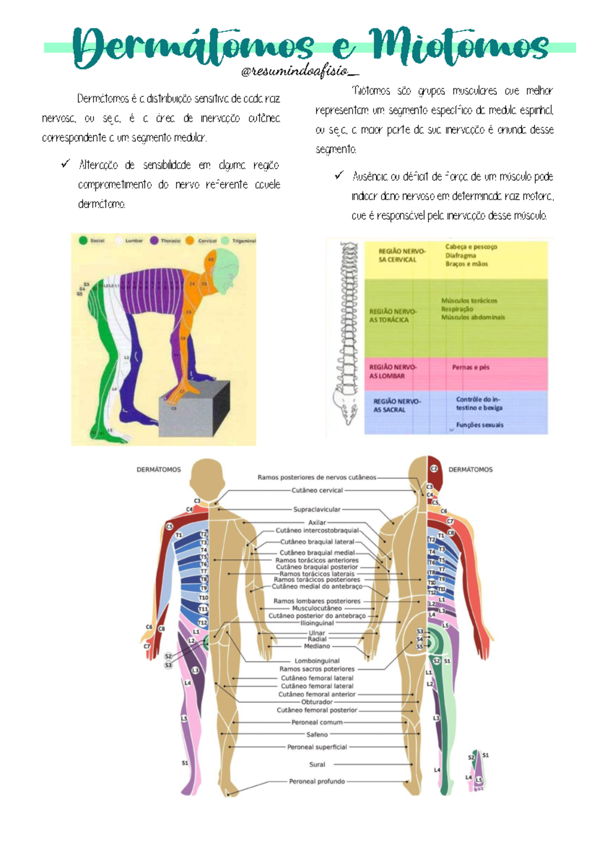 Dermatomos-e-Miotomos - Dermátomos é a distribuição sensitiva de cada ...