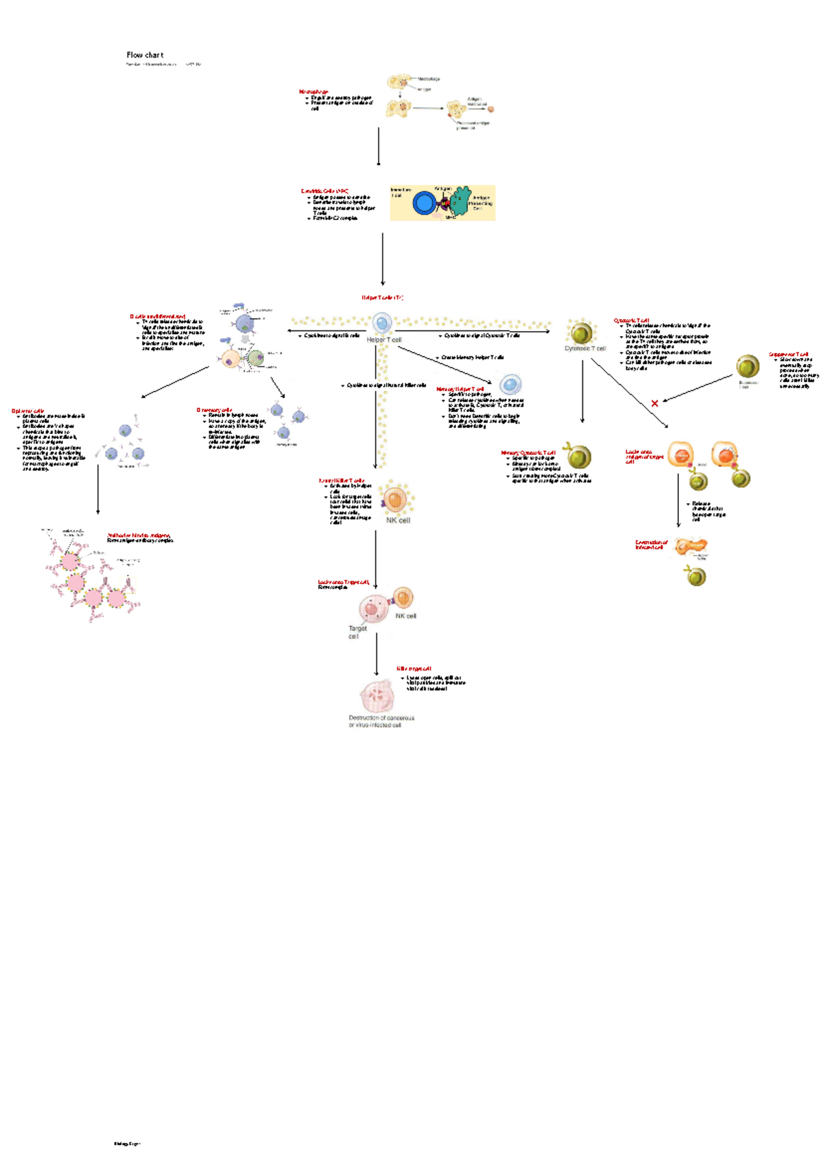 3rd line flow chart - Helper T cells (T4) Cytokines to signal Cytotoxic ...