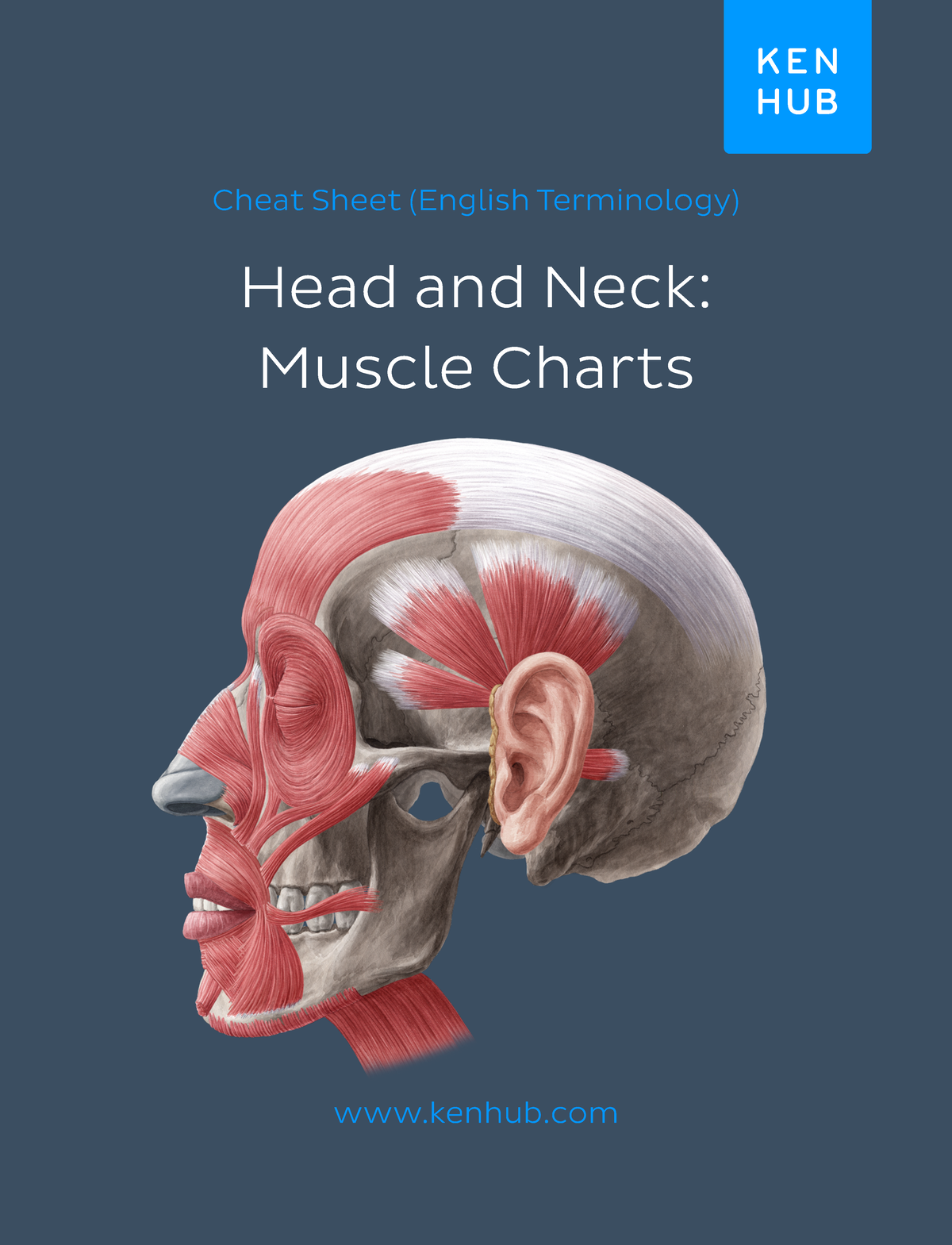 Head and neck - please give info - Head and Neck: Muscle Charts Cheat ...