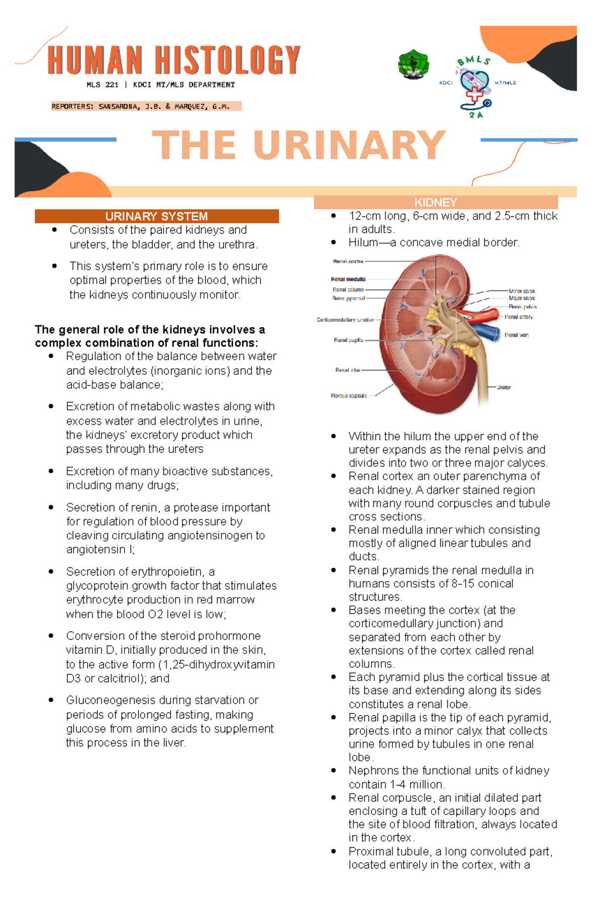 THE Urinary System Notes - URINARY SYSTEM Consists of the paired ...