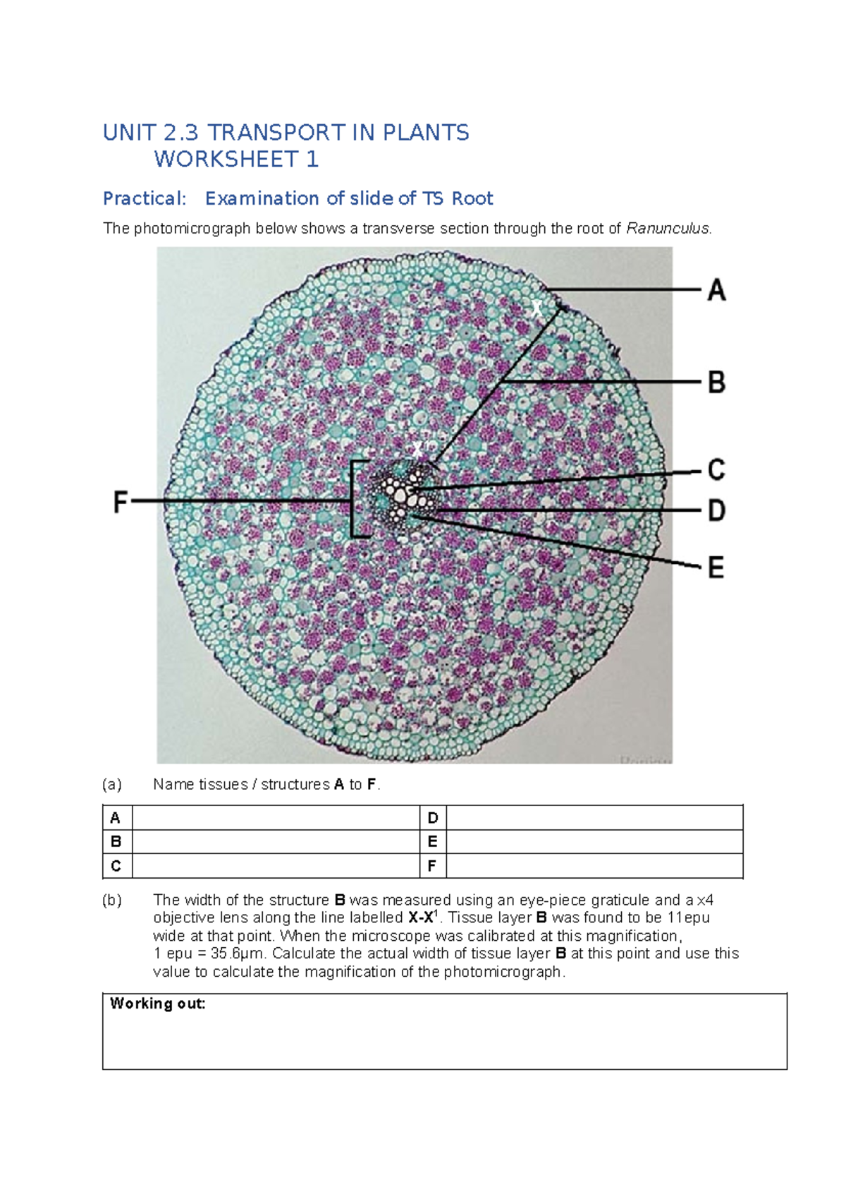 Transport in plants worksheet 1 - UNIT 2 TRANSPORT IN PLANTS WORKSHEET ...