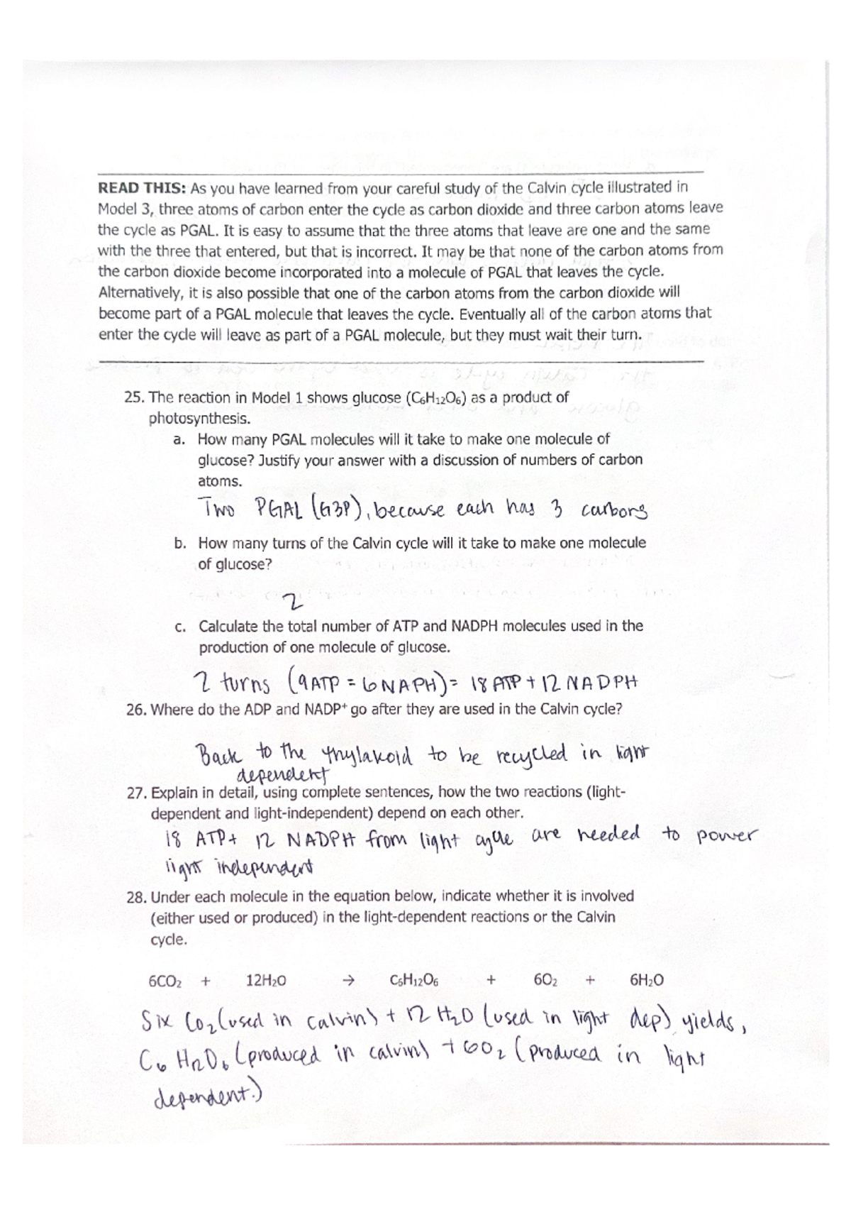 HW06 Photosynthesis Worksheet - BIO 181 - Studocu