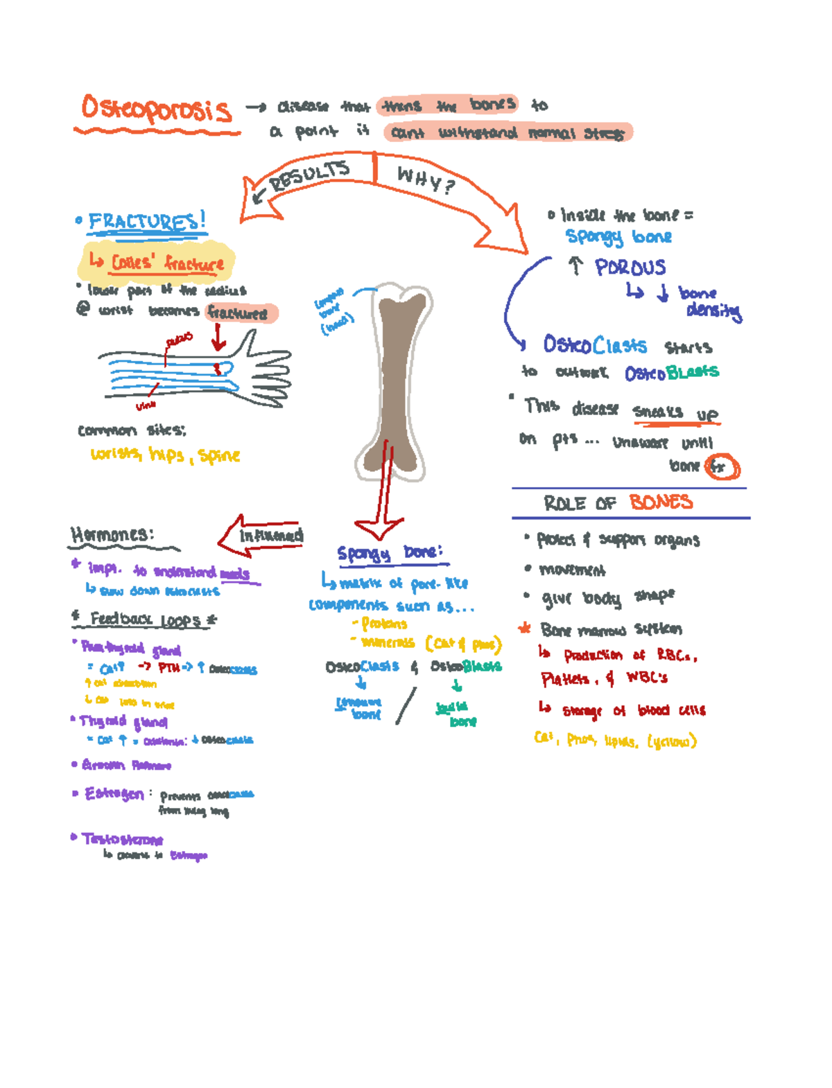 Osteoporosis Review - Osteoporosis to disease that thins the bones to a ...