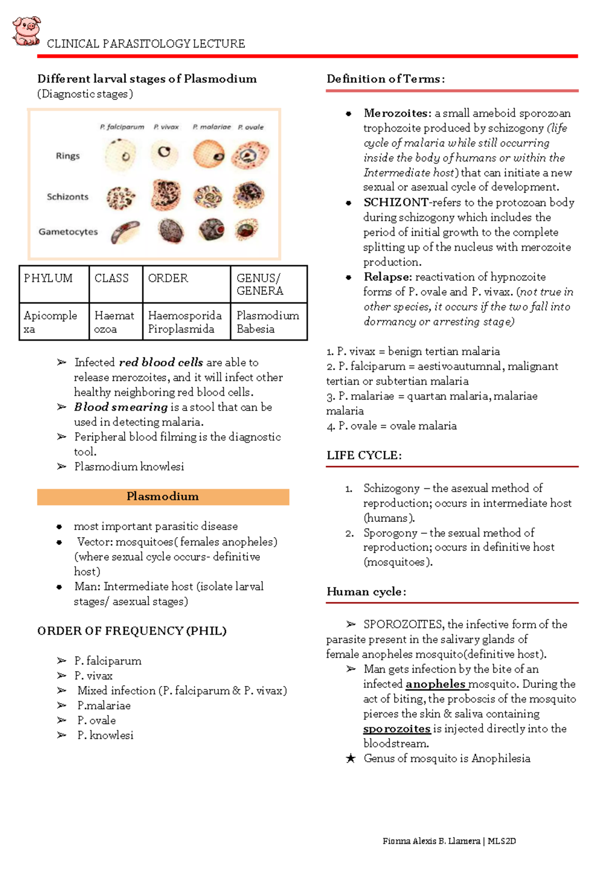 Plasmodium - nnnn - Different larval stages of Plasmodium (Diagnostic ...
