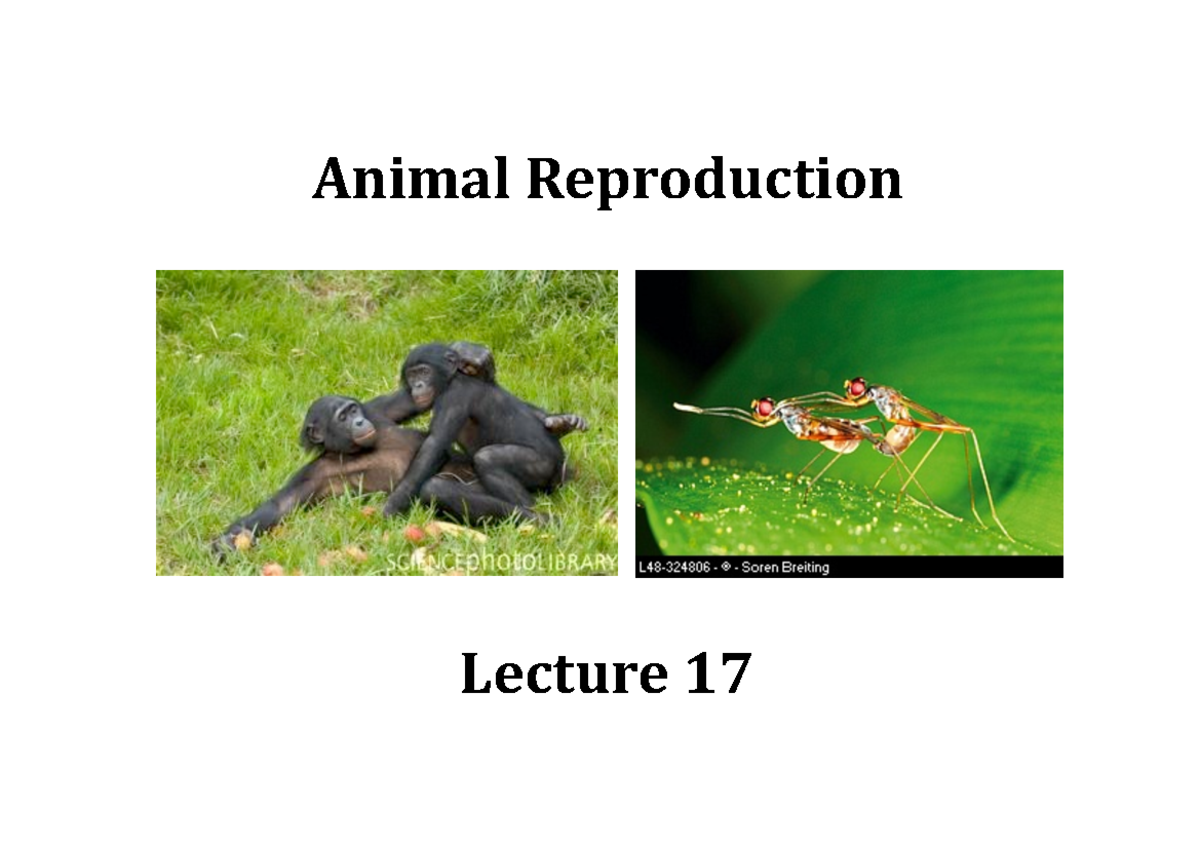 Lecture 17 Intro to animal reproduction - BIOL260 - Science of Sex ...