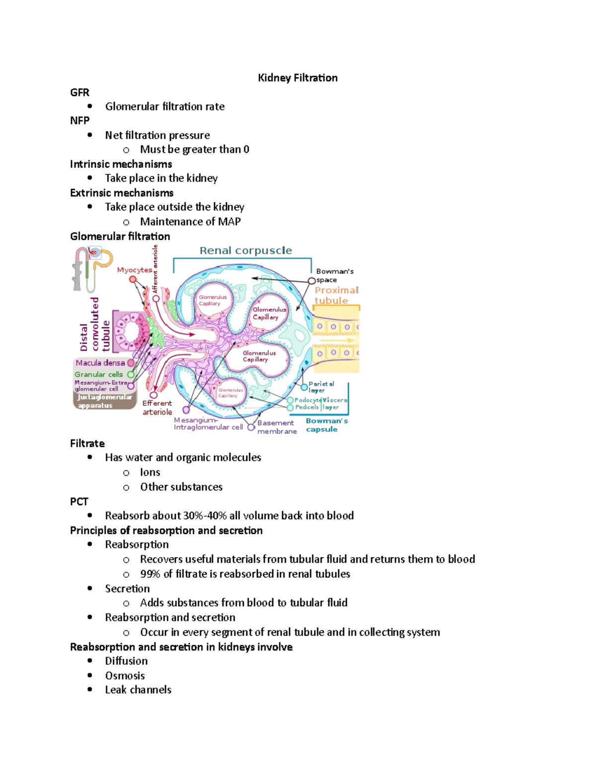 AP Notes 11:9:22 - Vatnik - Kidney Filtration GFR Glomerular filtration ...