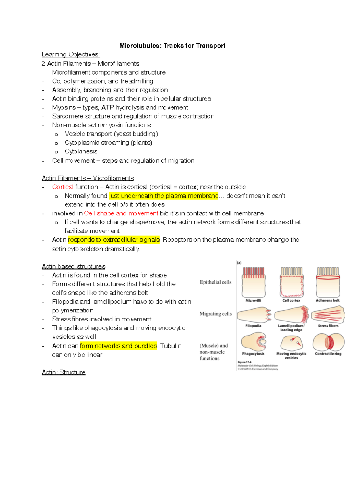 Damjanovski Section 3 - Microtubules: Tracks for Transport Learning ...