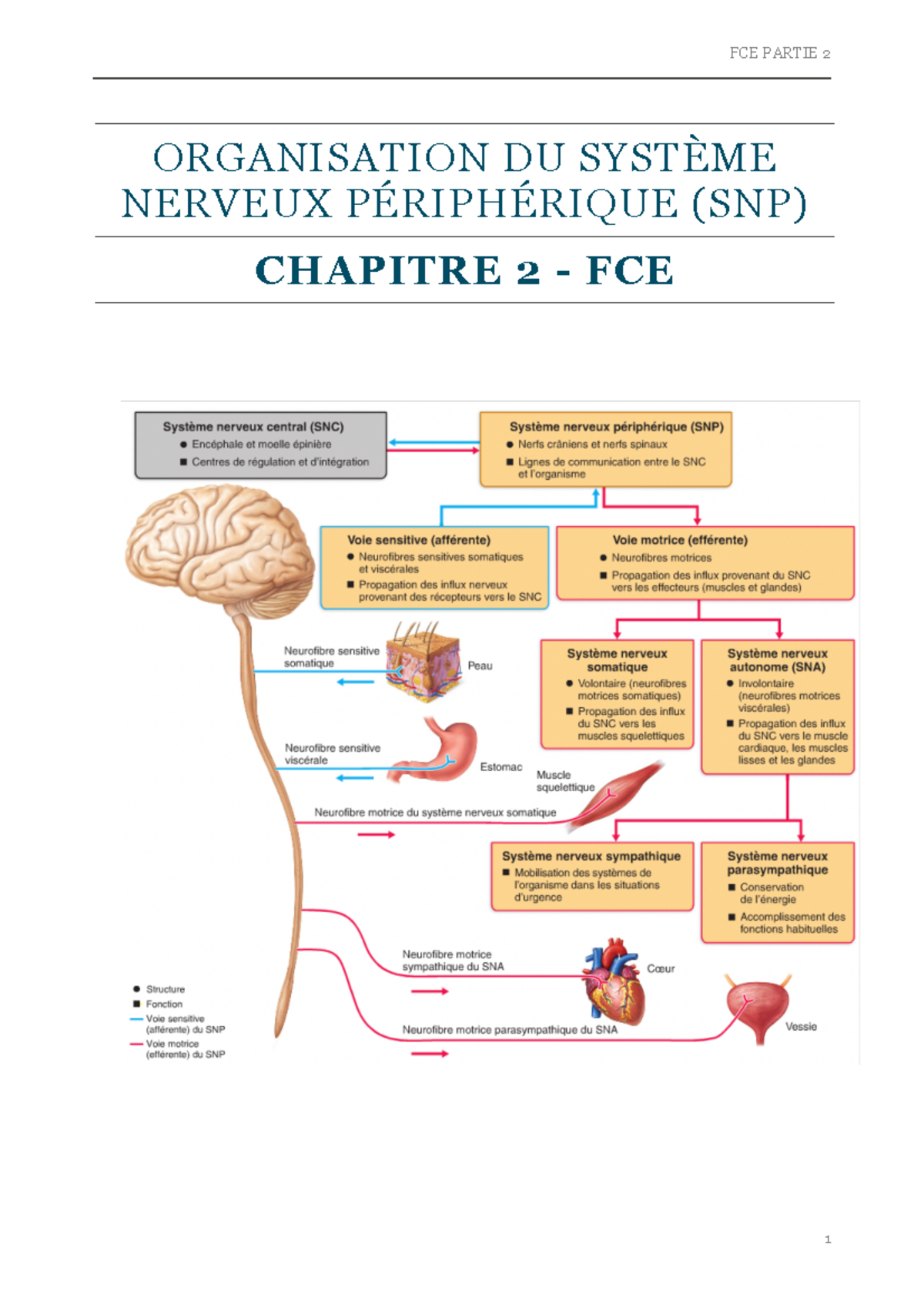 Chapitre 2 FCE - ORGANISATION DU SYSTÈME NERVEUX PÉRIPHÉRIQUE (SNP ...
