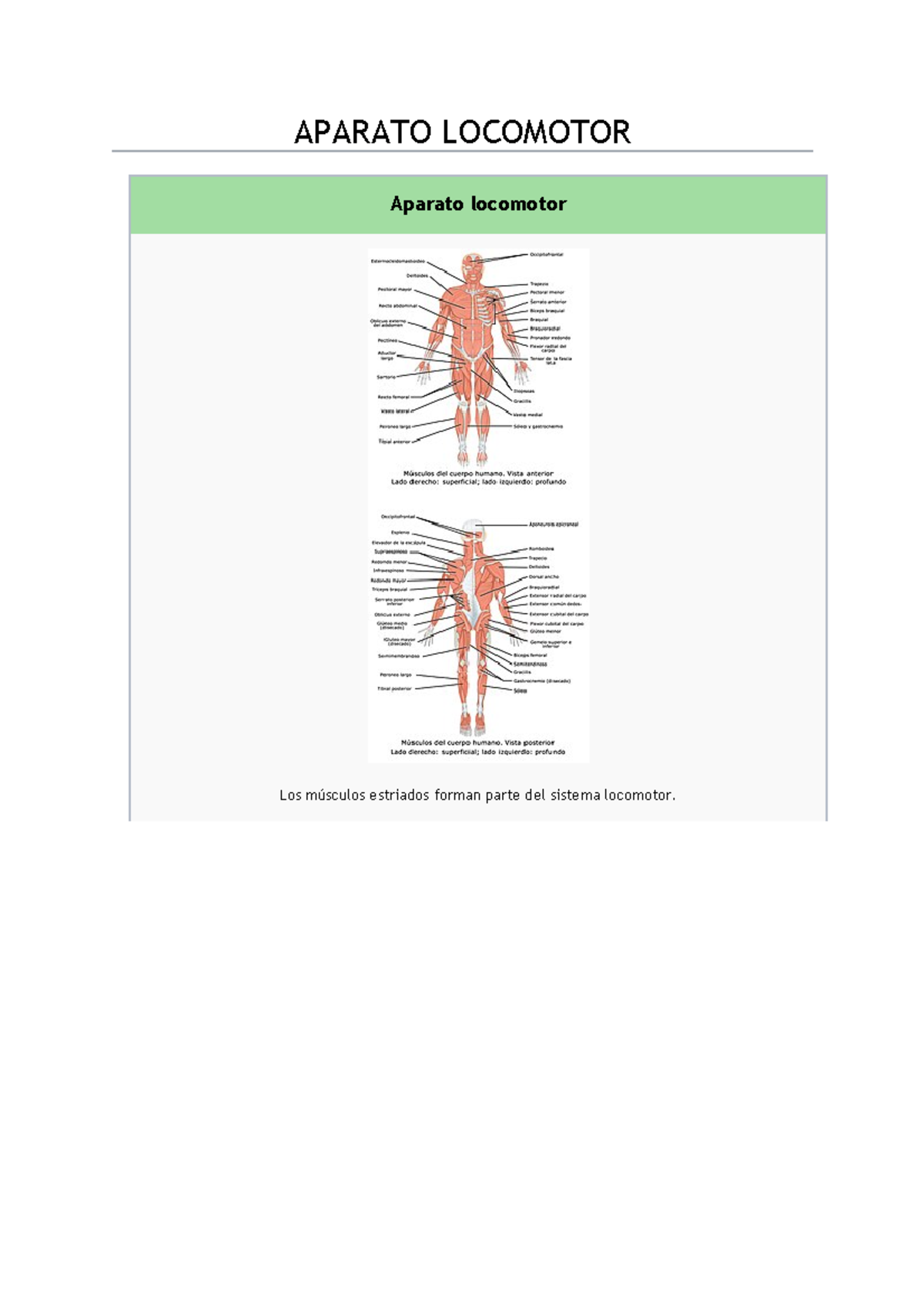Aparato Locomotor - APARATO LOCOMOTOR Aparato locomotor Los músculos ...