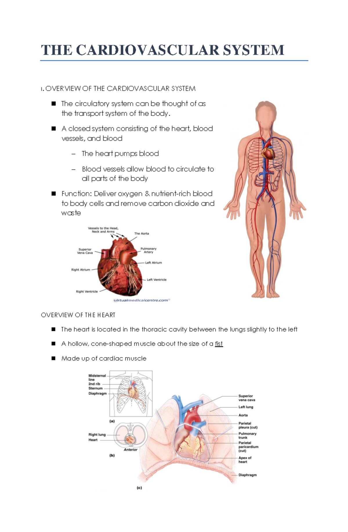 The Cardiovascular System - THE CARDIOVASCULAR SYSTEM I. OVERVIEW OF ...