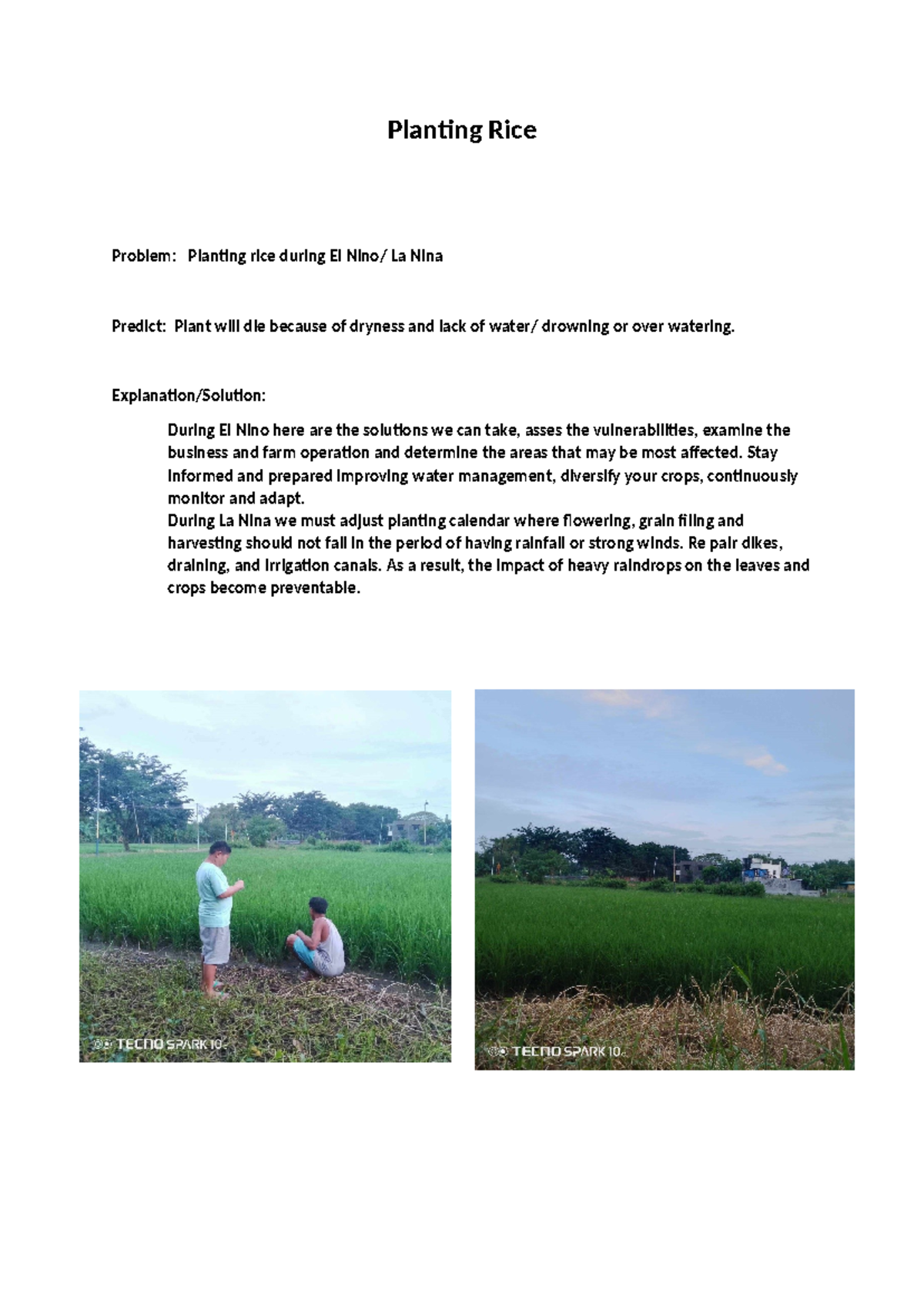 Planting-Rice - activity - Planting Rice Problem: Planting rice during ...