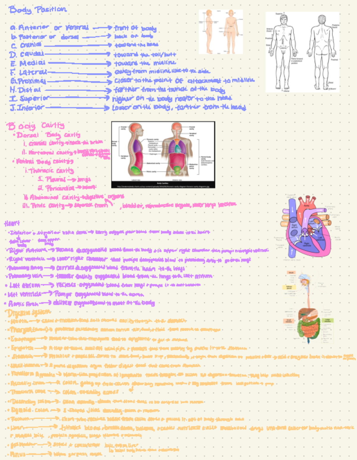 Human Anatomy notes - Body Position a. Anterior or ventral -> frontof ...
