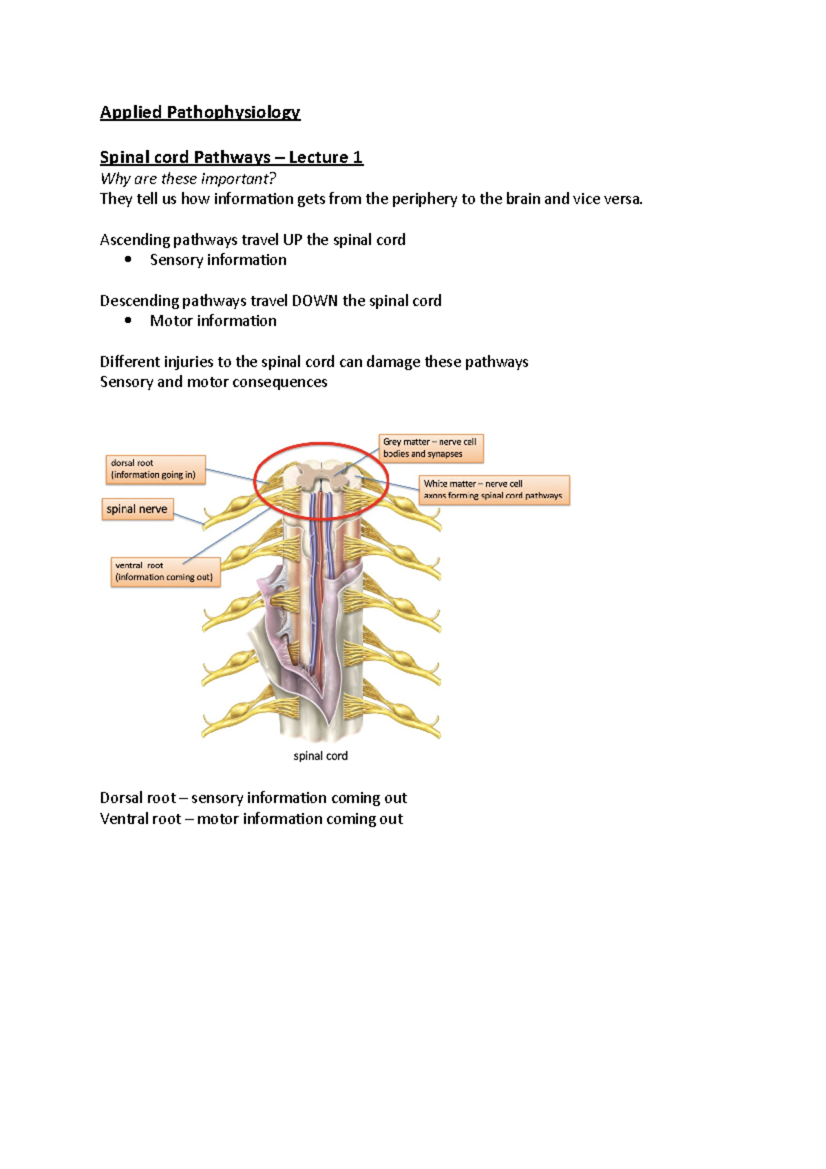 Applied Pathophysiology - Applied Pathophysiology Spinal cord Pathways ...