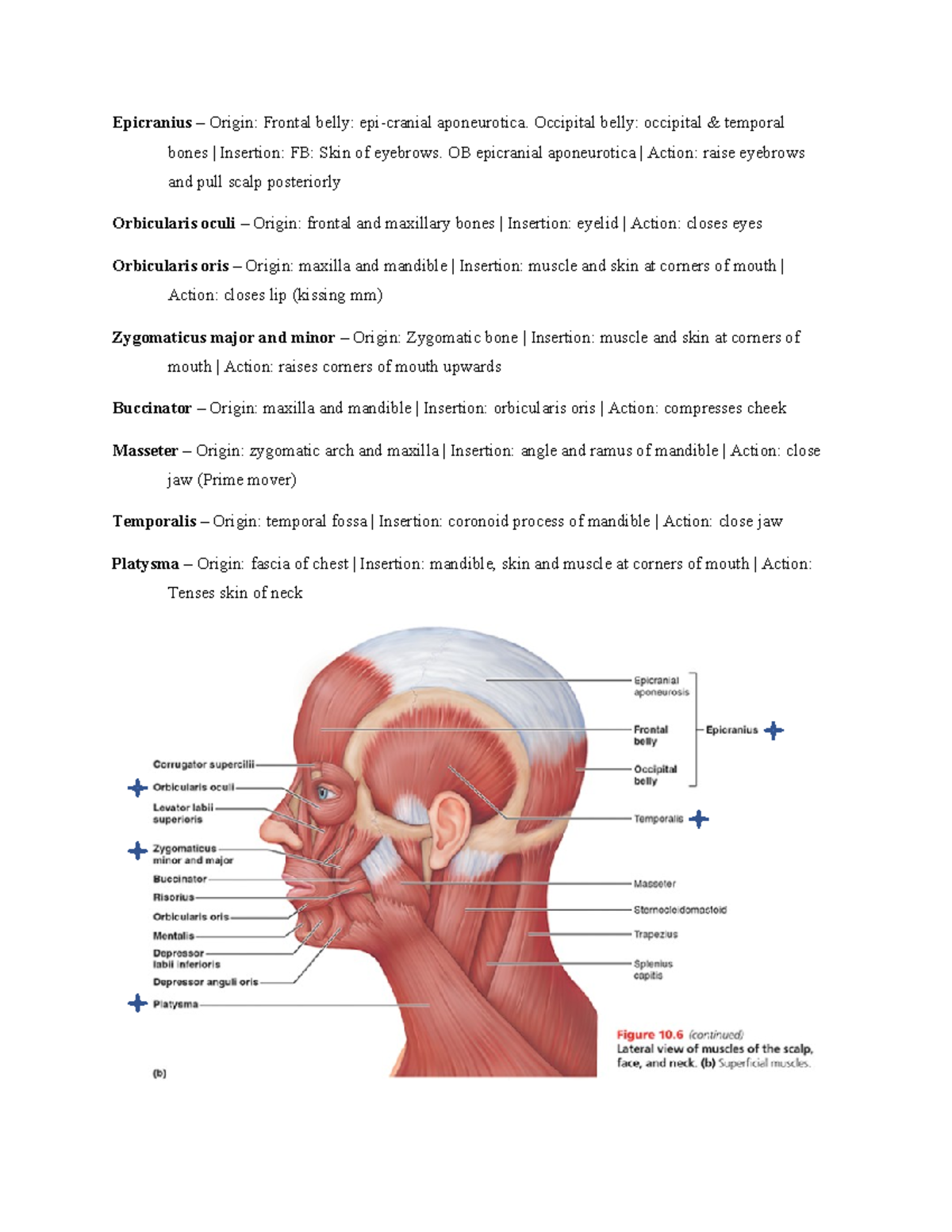 Practical Study 2 - Epicranius – Origin: Frontal belly: epi-cranial ...