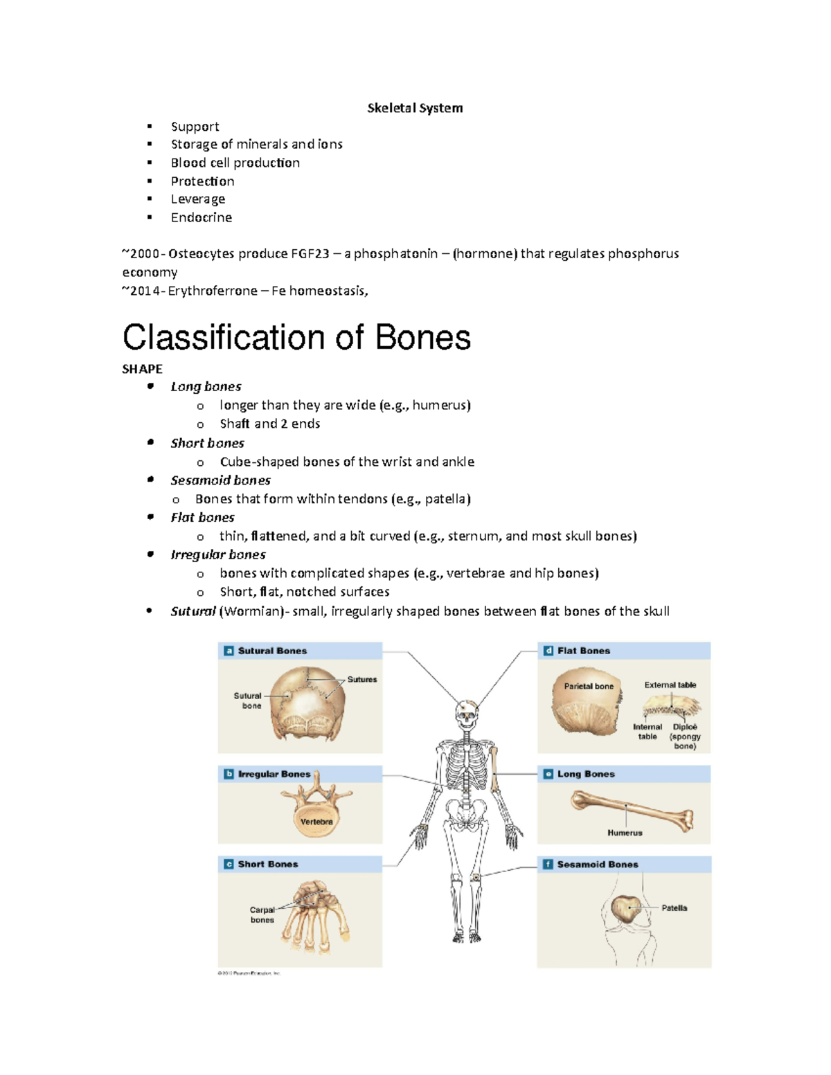 Skeletal System notes - Skeletal System Support Storage of minerals and ...