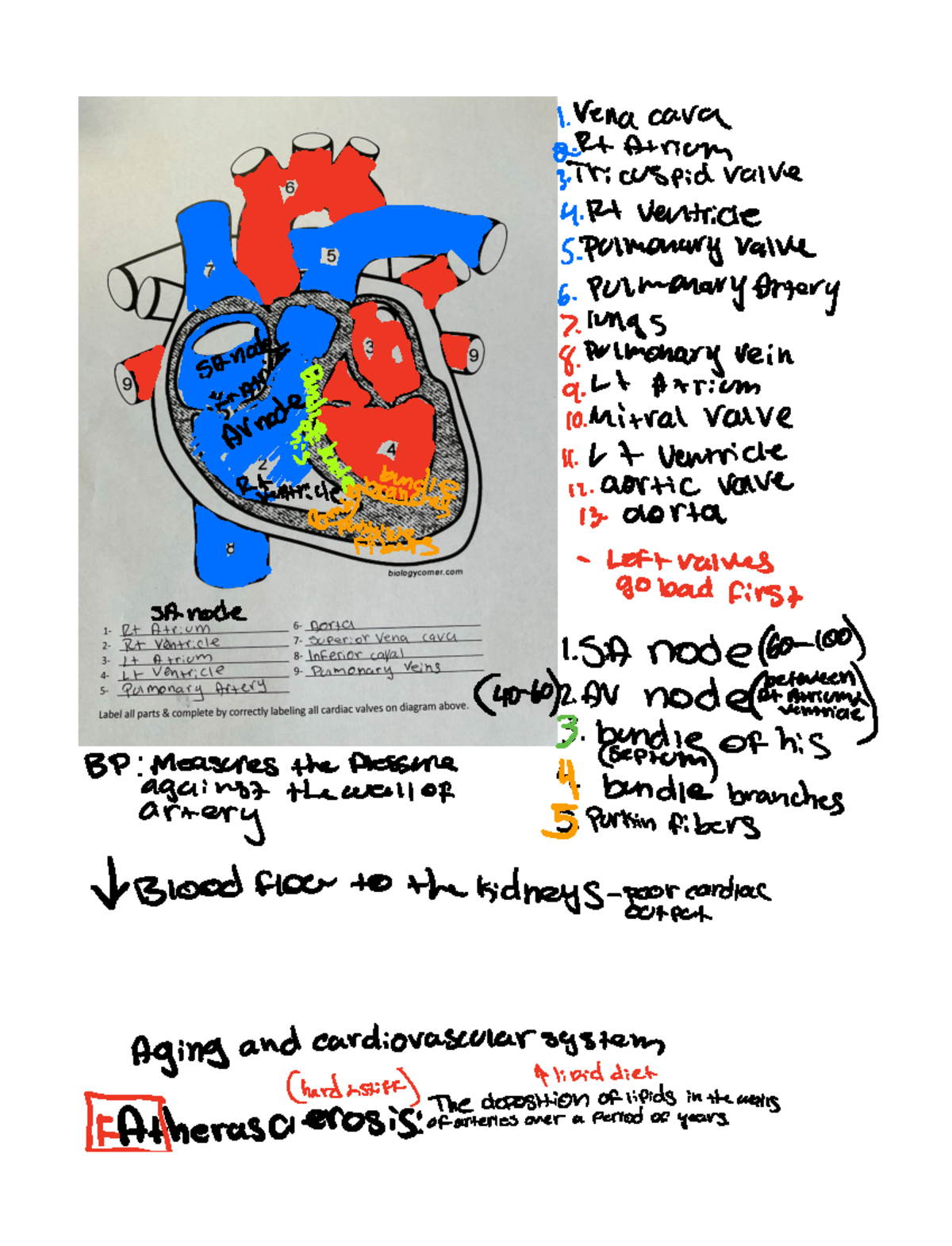 CV1 - Snsnsnd - I Vena cava aft Atrium 3 Tricuspid valve art ventricle ...