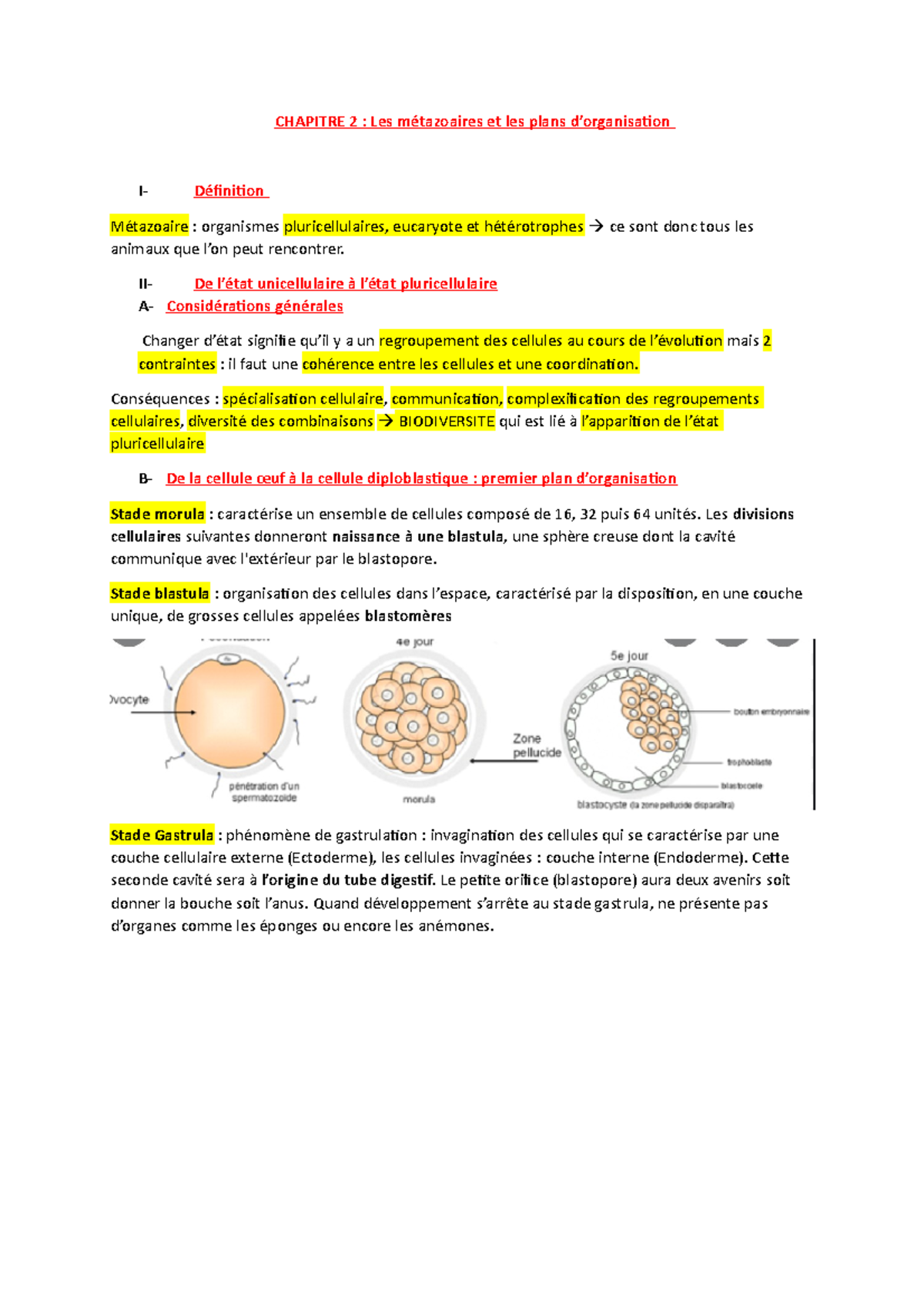 Chapitre 2 métazoaire - CHAPITRE 2 : Les métazoaires et les plans d ...