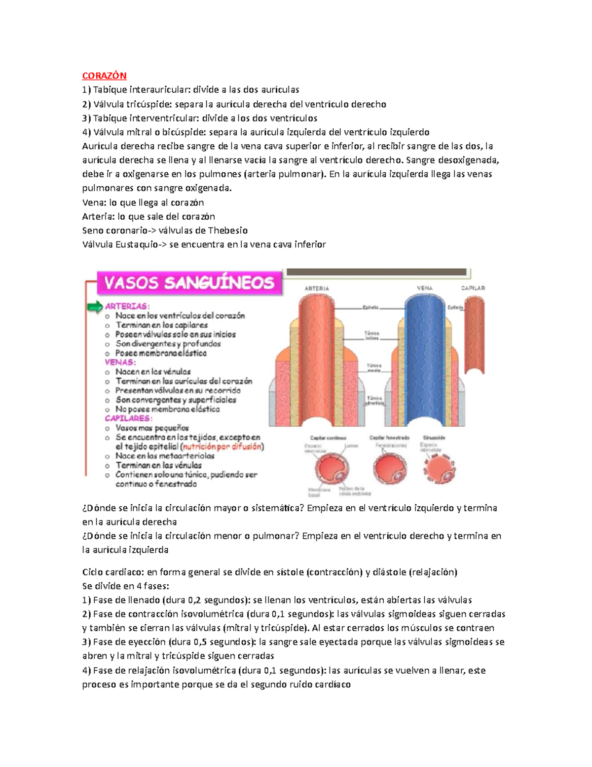 Corazón - anatomía - CORAZÓN Tabique interauricular: divide a las dos ...