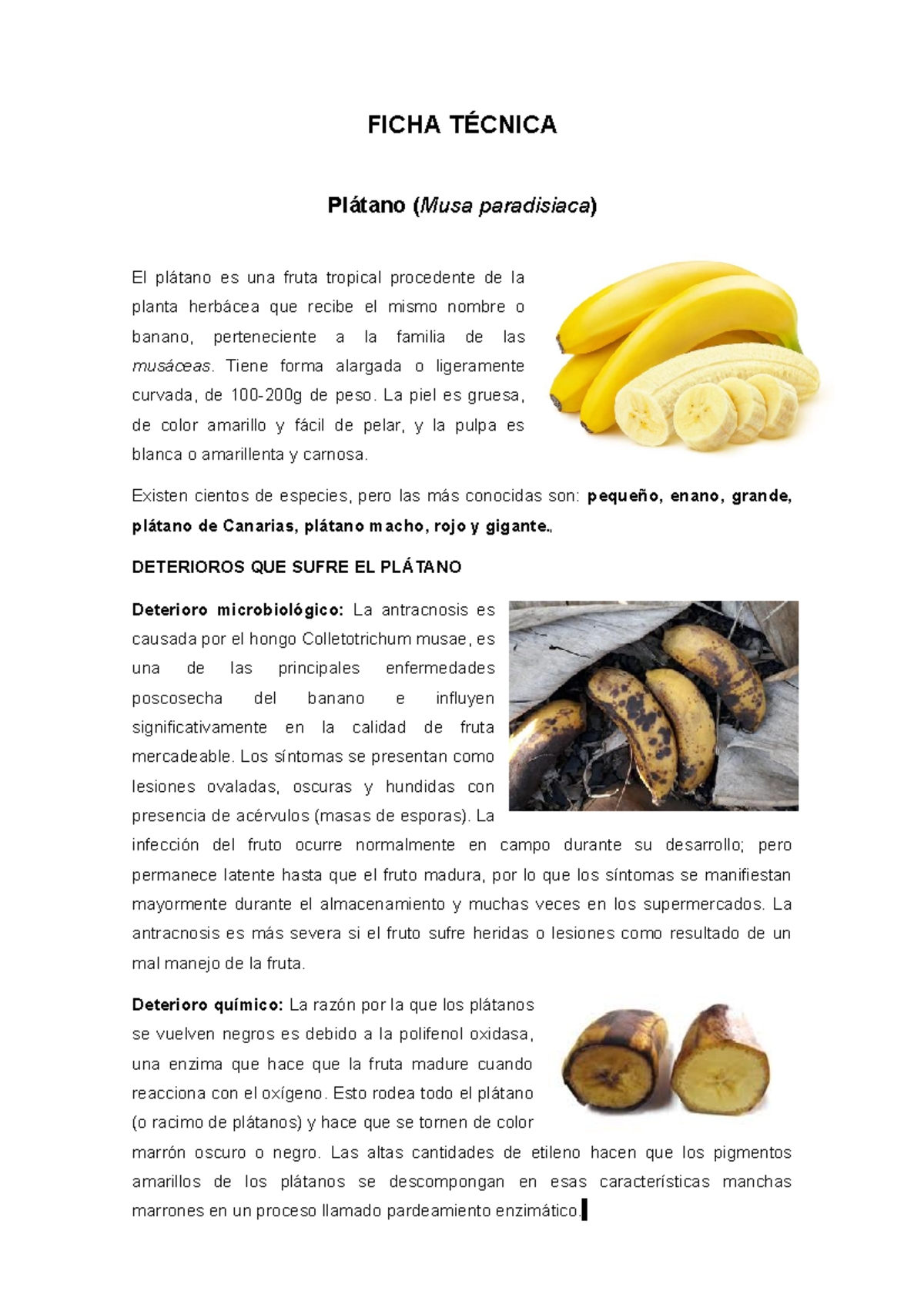Ficha Técnica - TRATA ACERCA DE LAS CARACTERISTICAS DEL PLATANO - FICHA ...