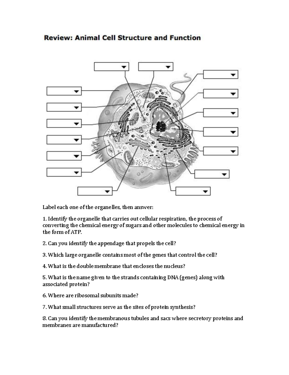 Animal cell homework - exam - Label each one of the organelles, then ...