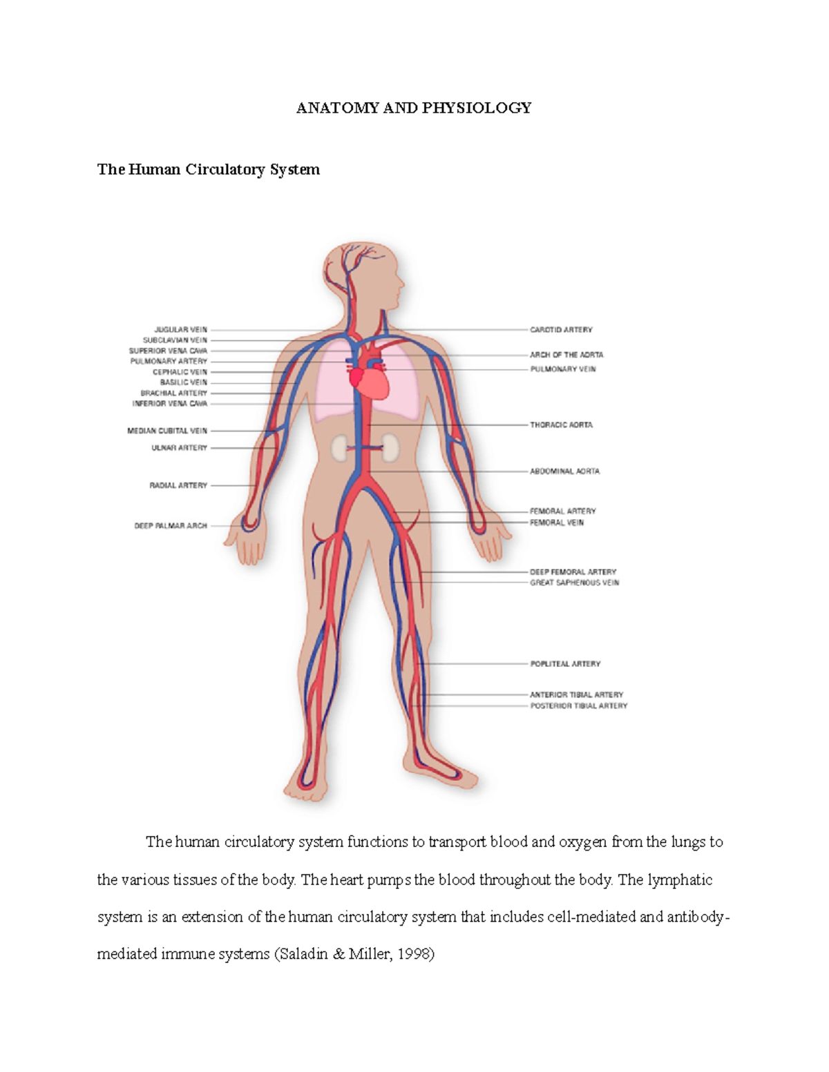 Anatomy AND Physiology cardiovascular - ANATOMY AND PHYSIOLOGY The ...