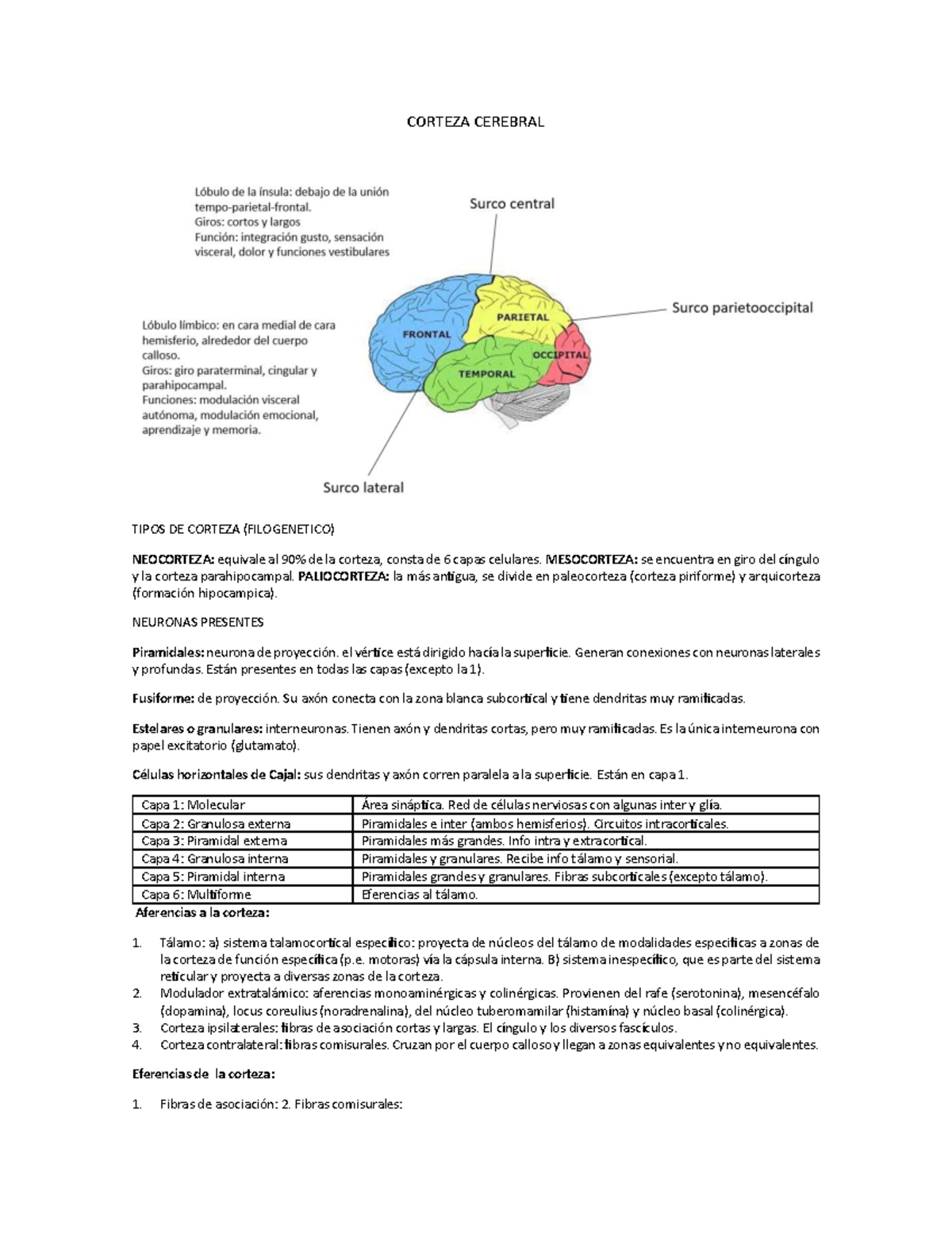 Corteza Cerebral - CORTEZA CEREBRAL TIPOS DE CORTEZA (FILOGENETICO ...