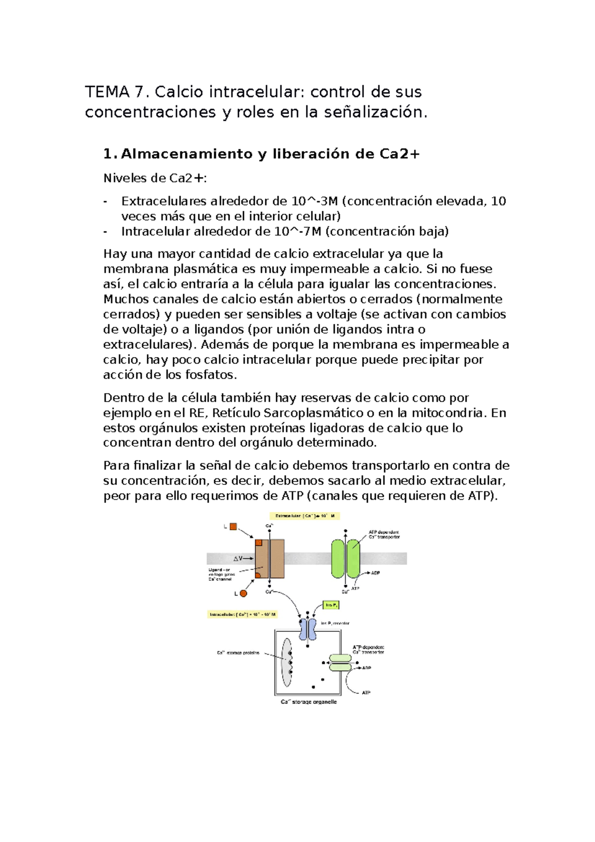 Señalización tema 7 - gilbk - TEMA 7. Calcio intracelular: control de ...