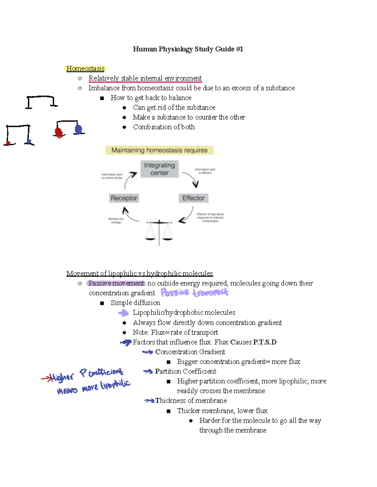 Hphys Study Guide 1 - Human Physiology Study Guide # Homeostasis ...
