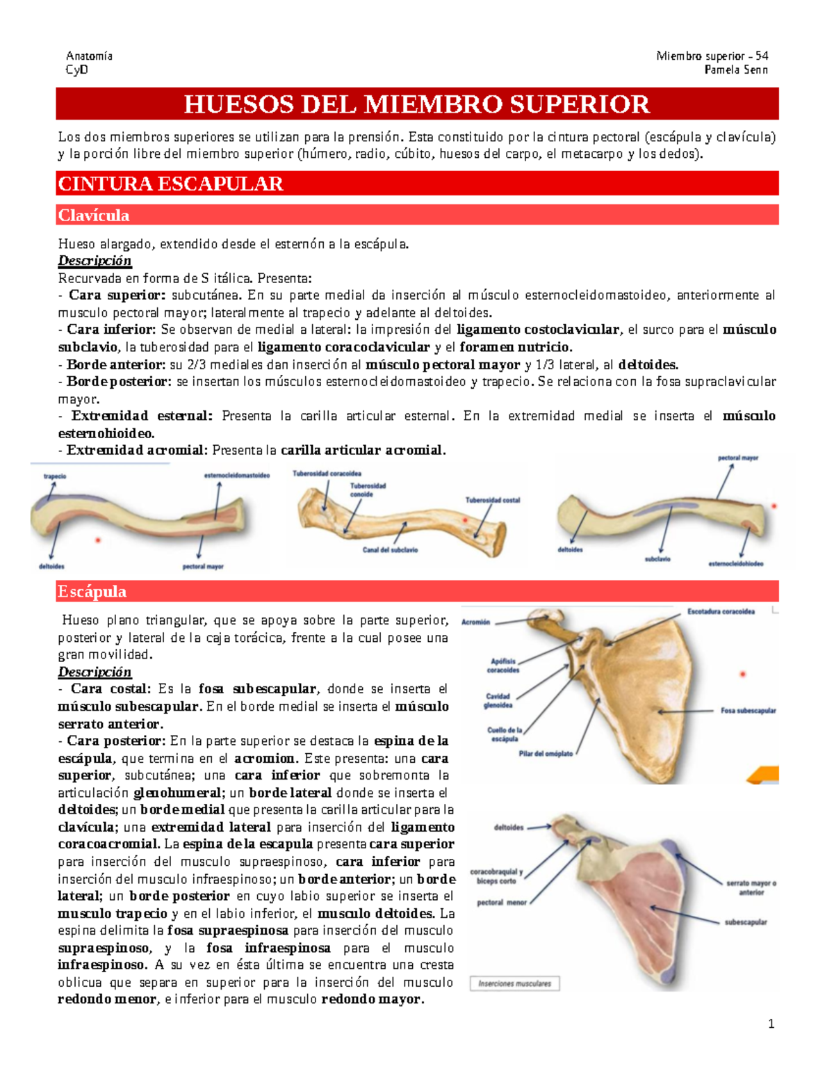54 - Huesos del miembro superior - CyD Pamela Senn HUESOS DEL MIEMBRO ...