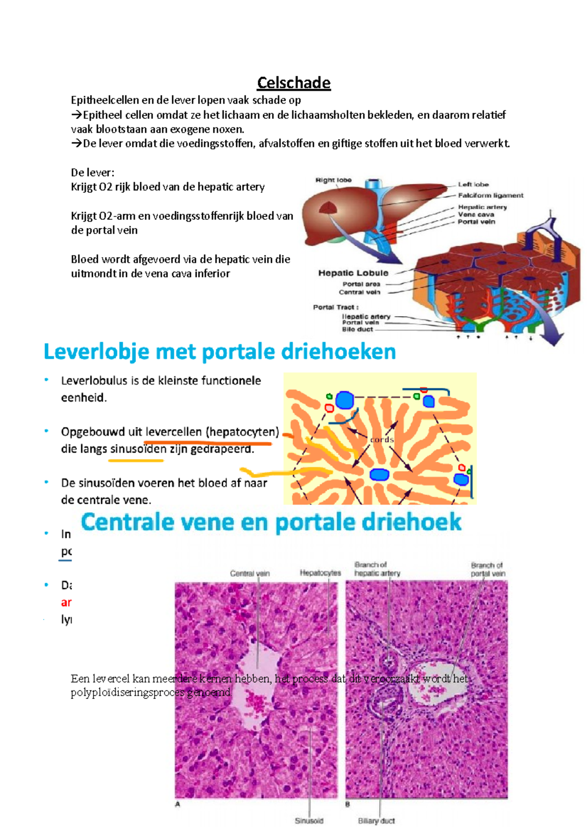 Celschade module 2 tg 2022 - Celschade Epitheelcellen en de lever lopen ...