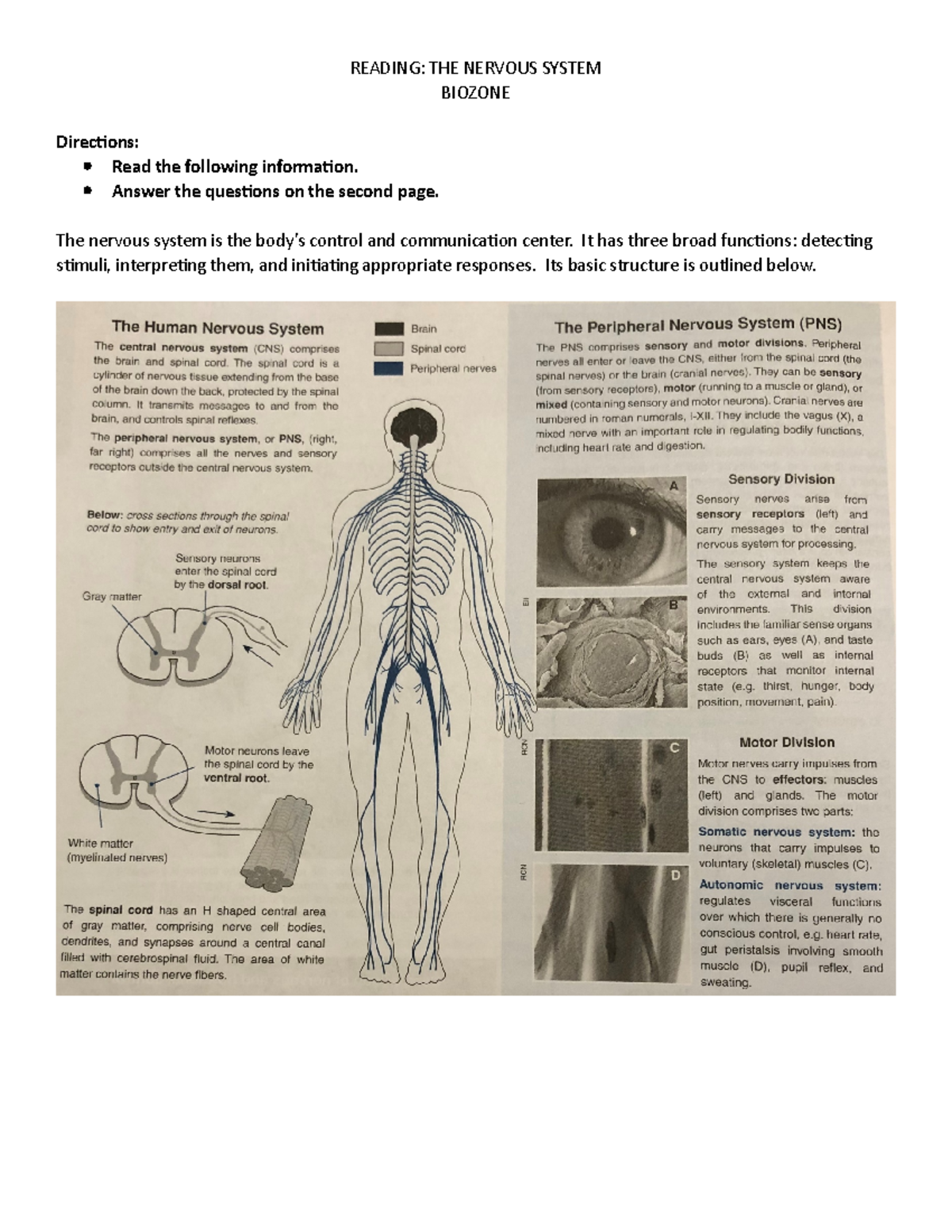 Reading The Nervous System (BZ) - READING: THE NERVOUS SYSTEM BIOZONE ...