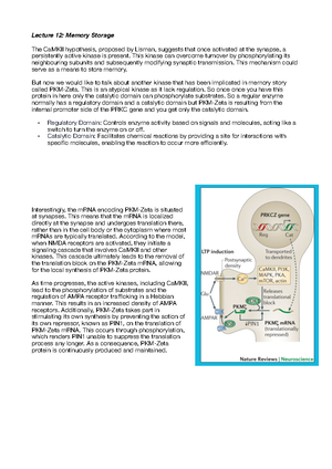 Lecture 3 The Dynamic synapse essay plans - Describe the components of an excitatory synapse ...