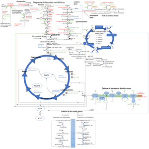 Corioamnionitis - GUÍA DE PRÁCTICA CLÍNICA gpc Prevención, Diagnóstico ...