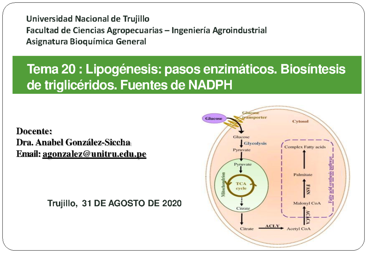 T-20 Lipogenesis - Diapositivas de clase - Tema 20 : Lipogénesis: pasos ...