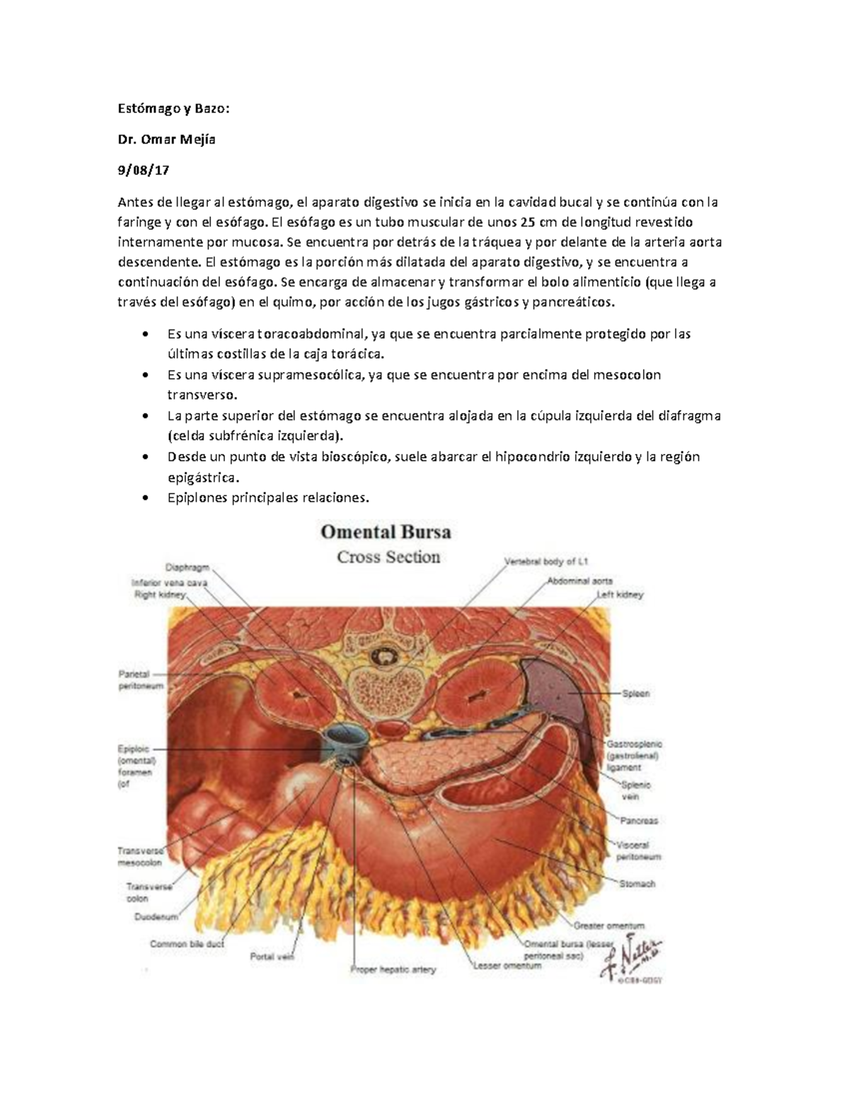 Estómago y Bazo - Clase - Warning: TT: undefined function: 32 Warning: TT: undefined function ...