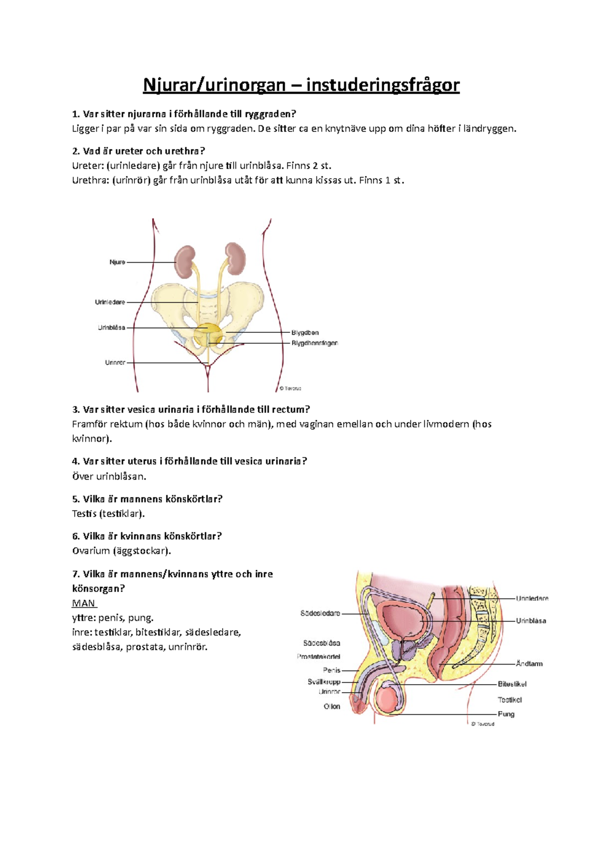5-Njurar och urinorgan Anatomi - Njurar/urinorgan – instuderingsfrågor ...