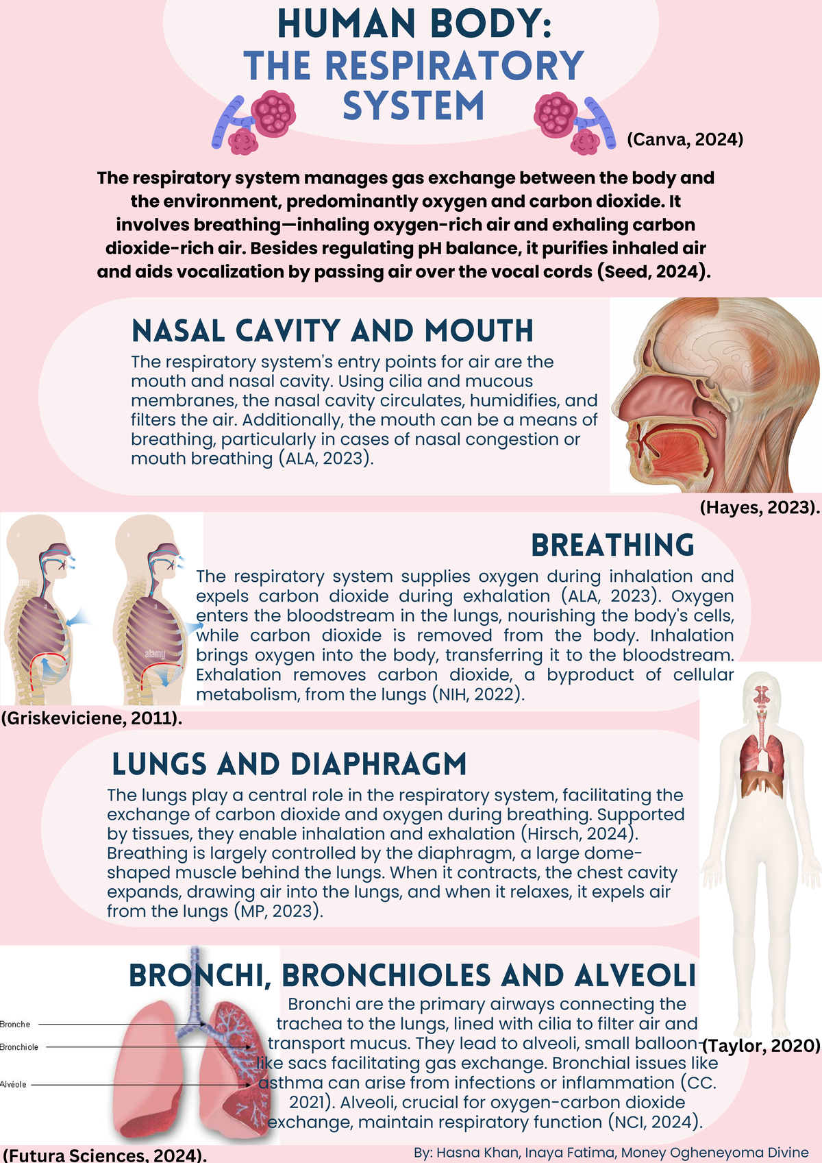Human Body The Respiratory System - human body: the respiratory system ...