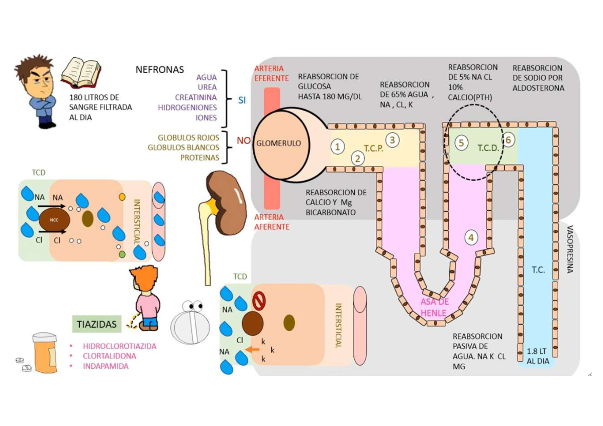 Diuréticos - fsddd - FARMACOLOGÍA - Studocu