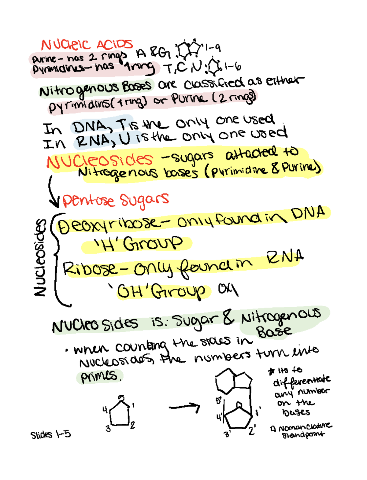 1. Nucleic Acids Notes - Linger taught by polsinelli - NUCLEIC ACIDS ...
