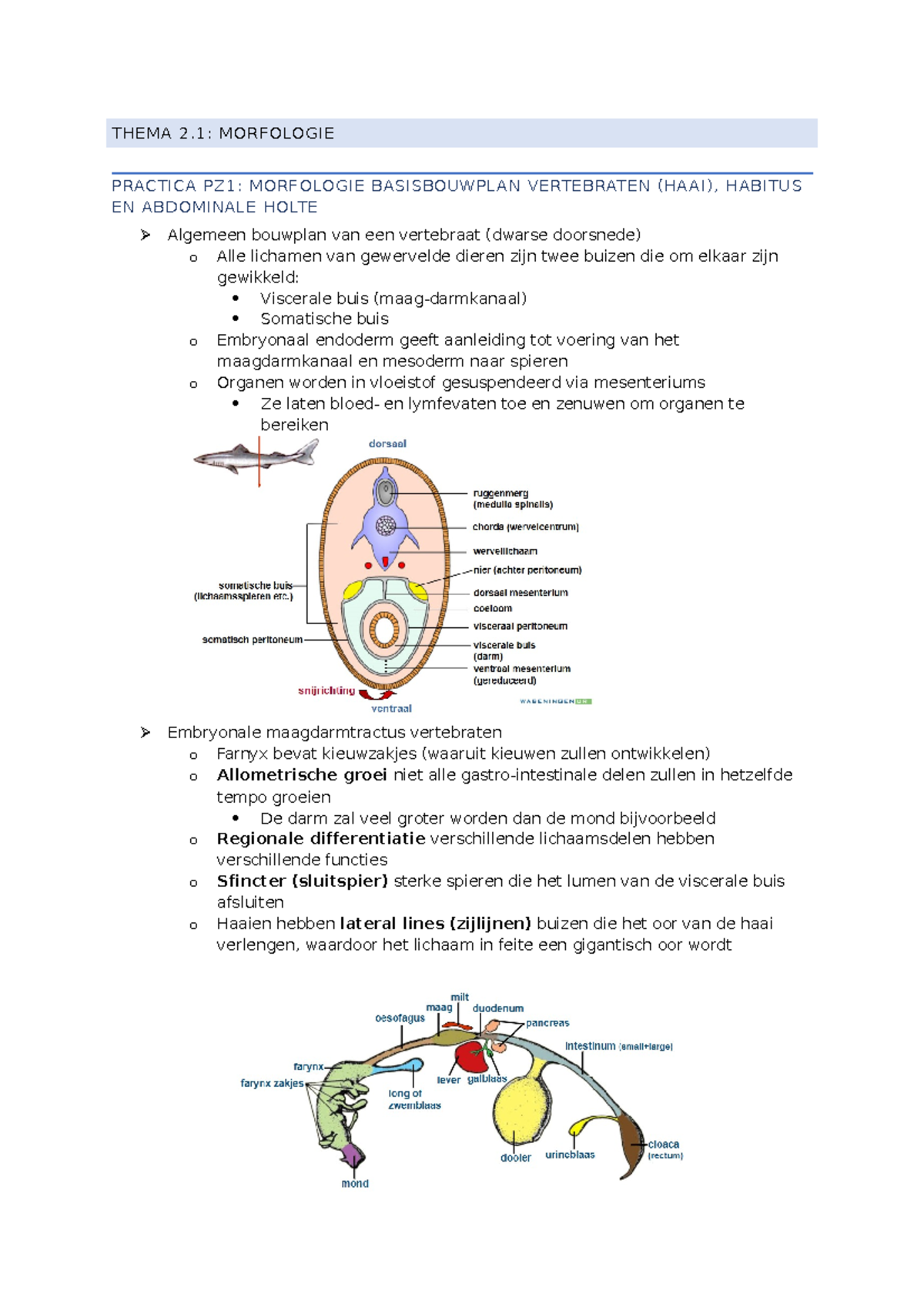 Human and Animal Biology samenvatting Thema 2 Morfologie - THEMA 2 ...