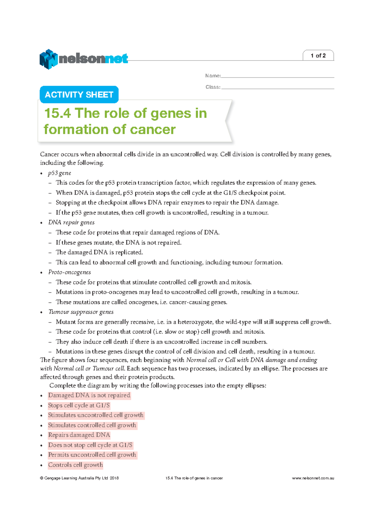 The Role of Genes in Formation of Cancer - Class: Name: © Cengage ...