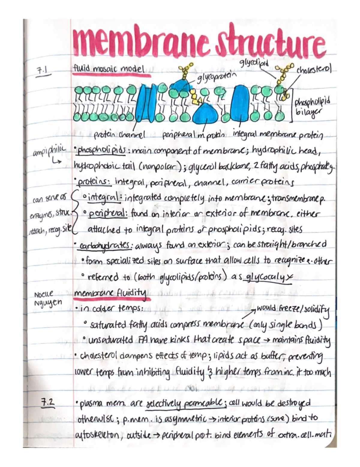 Membrane structure - Studocu